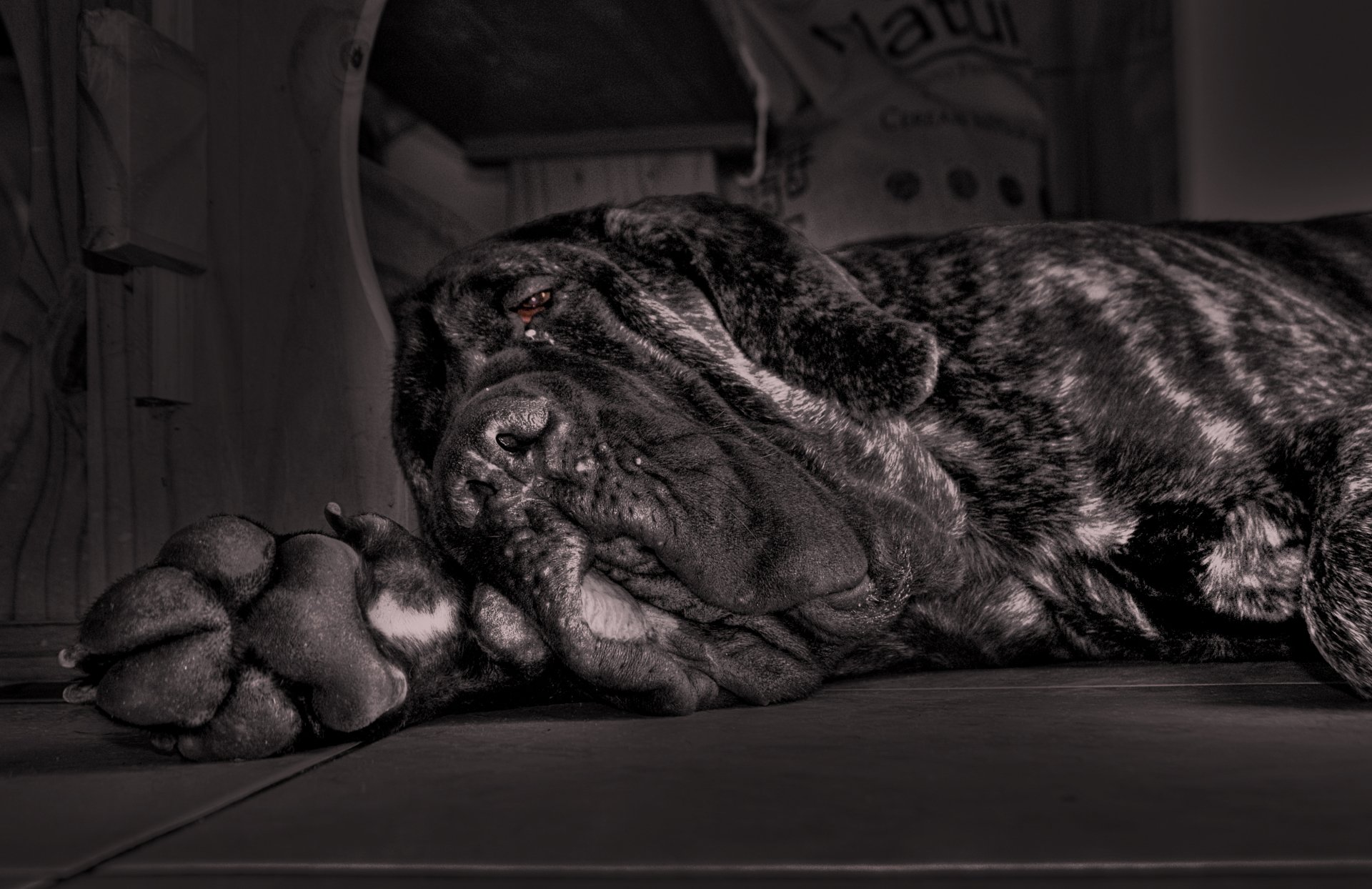 Serene Dog in HD: A Captivating Animal Wallpaper