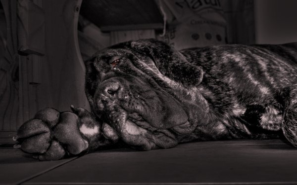 Cyan Dog on Yellow and Pink HD Wallpaper | Background Image | 3219x2146