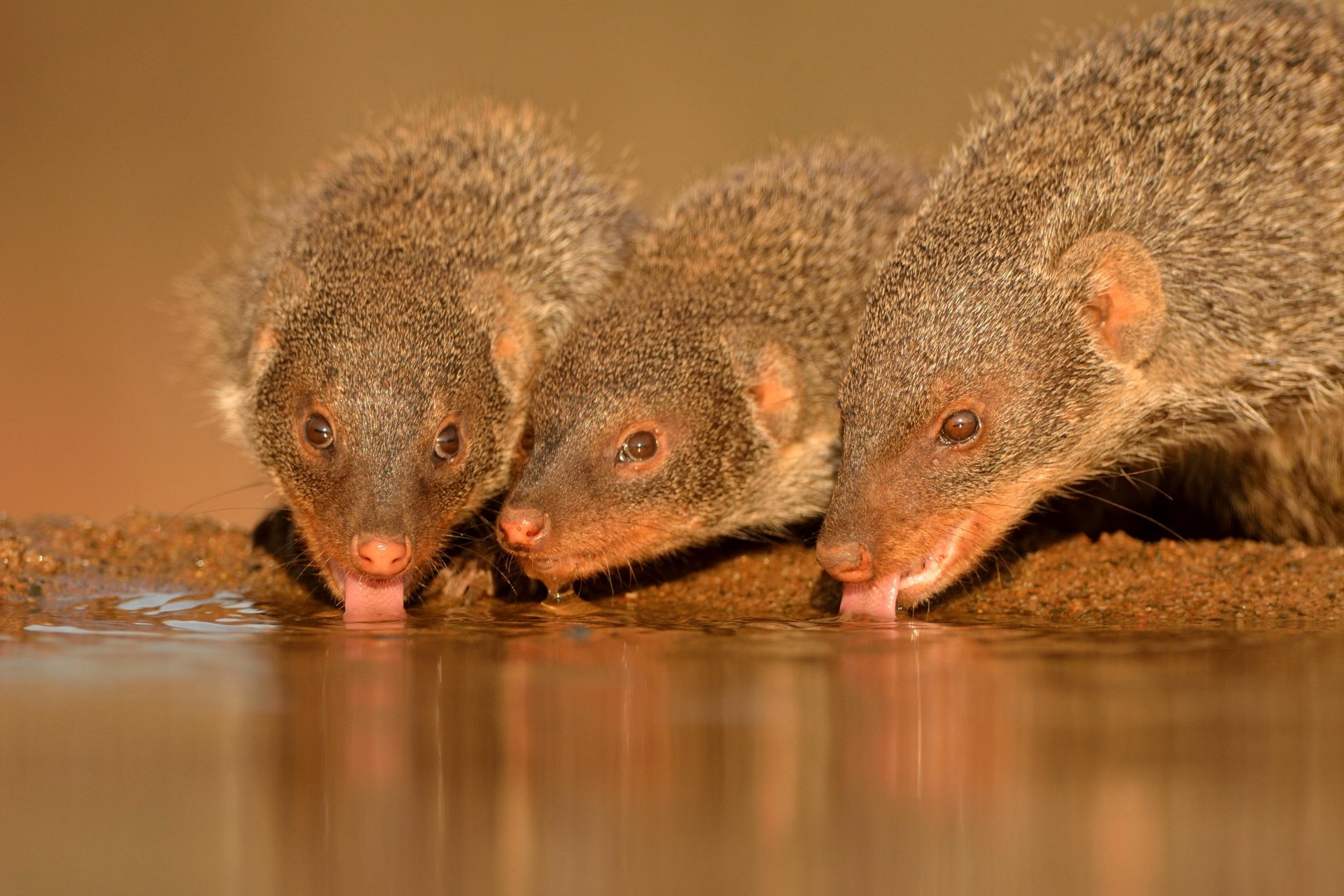 Download Close-up Water Animal Mongoose 4k Ultra HD Wallpaper