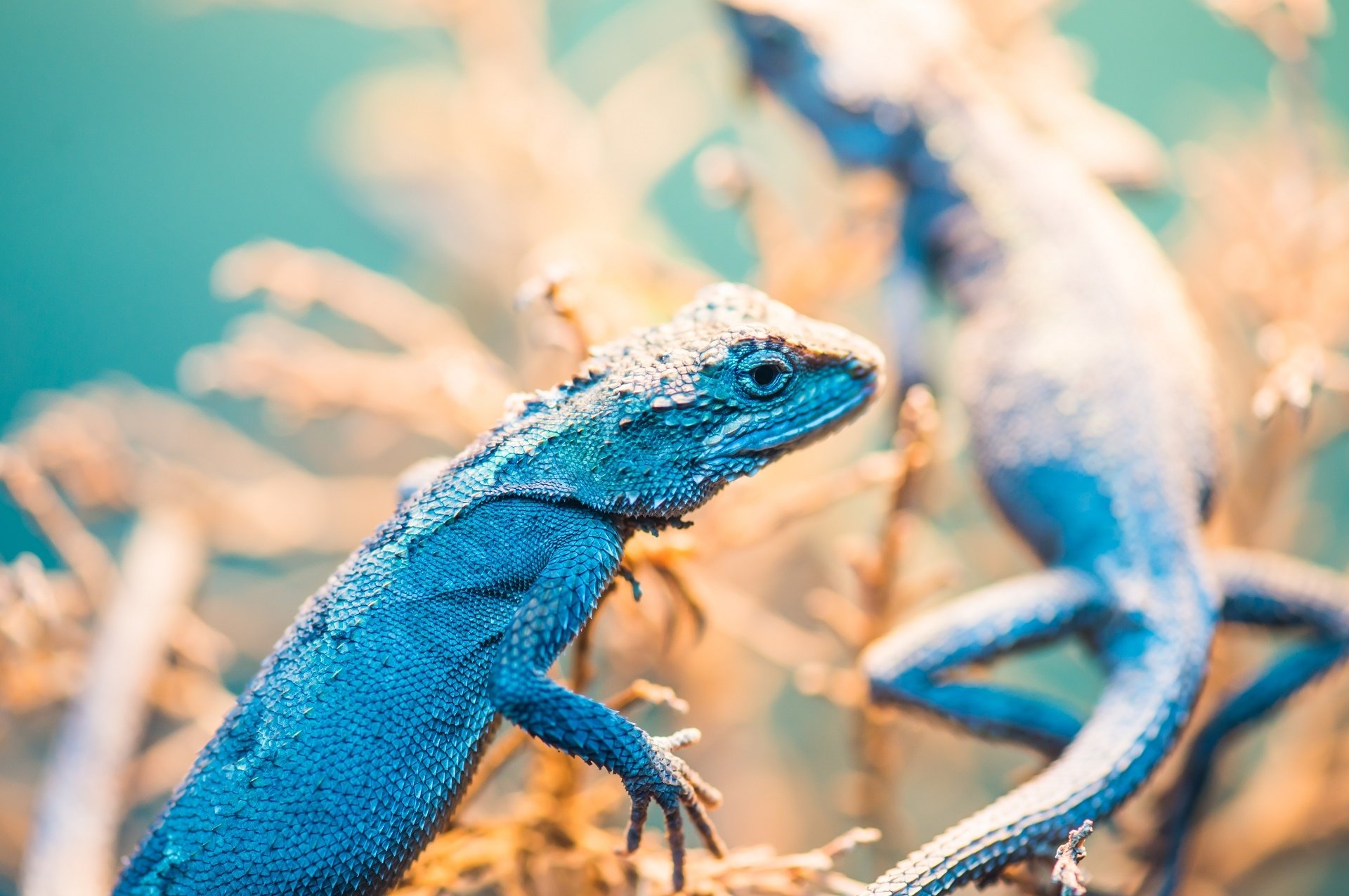 Download Animal Lizard HD Wallpaper