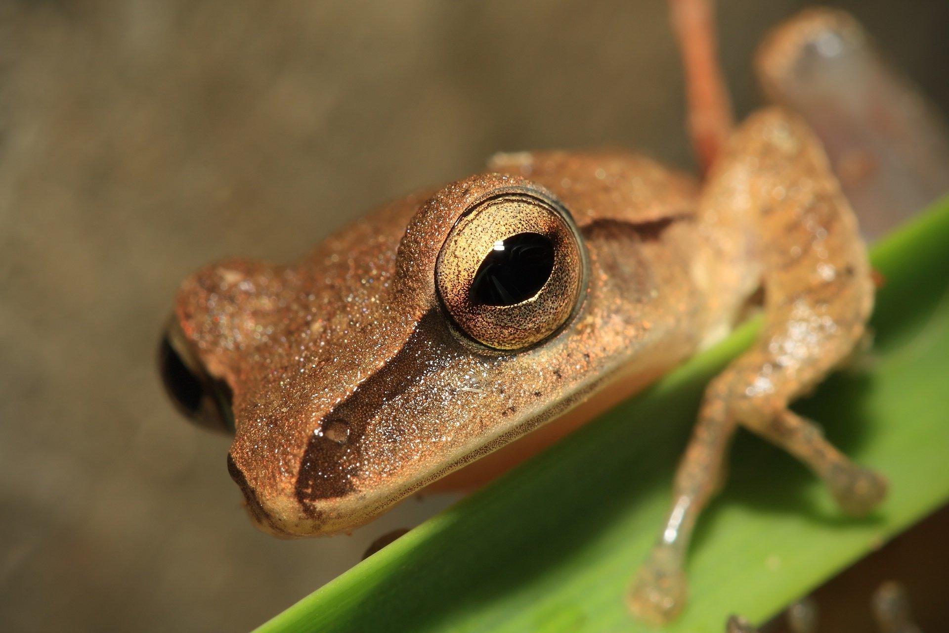 Grenouille arboricole Fond d'écran HD | Arrière-Plan | 1920x1280 | ID ...