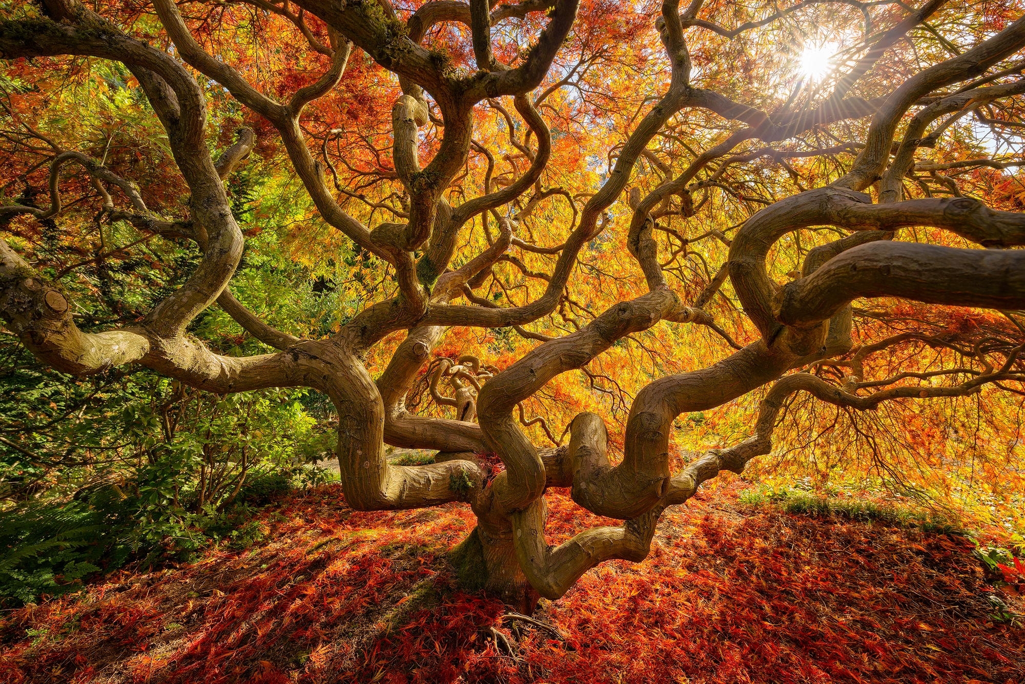 Download Nature Leaf Fall Tree Twisted Tree HD Wallpaper