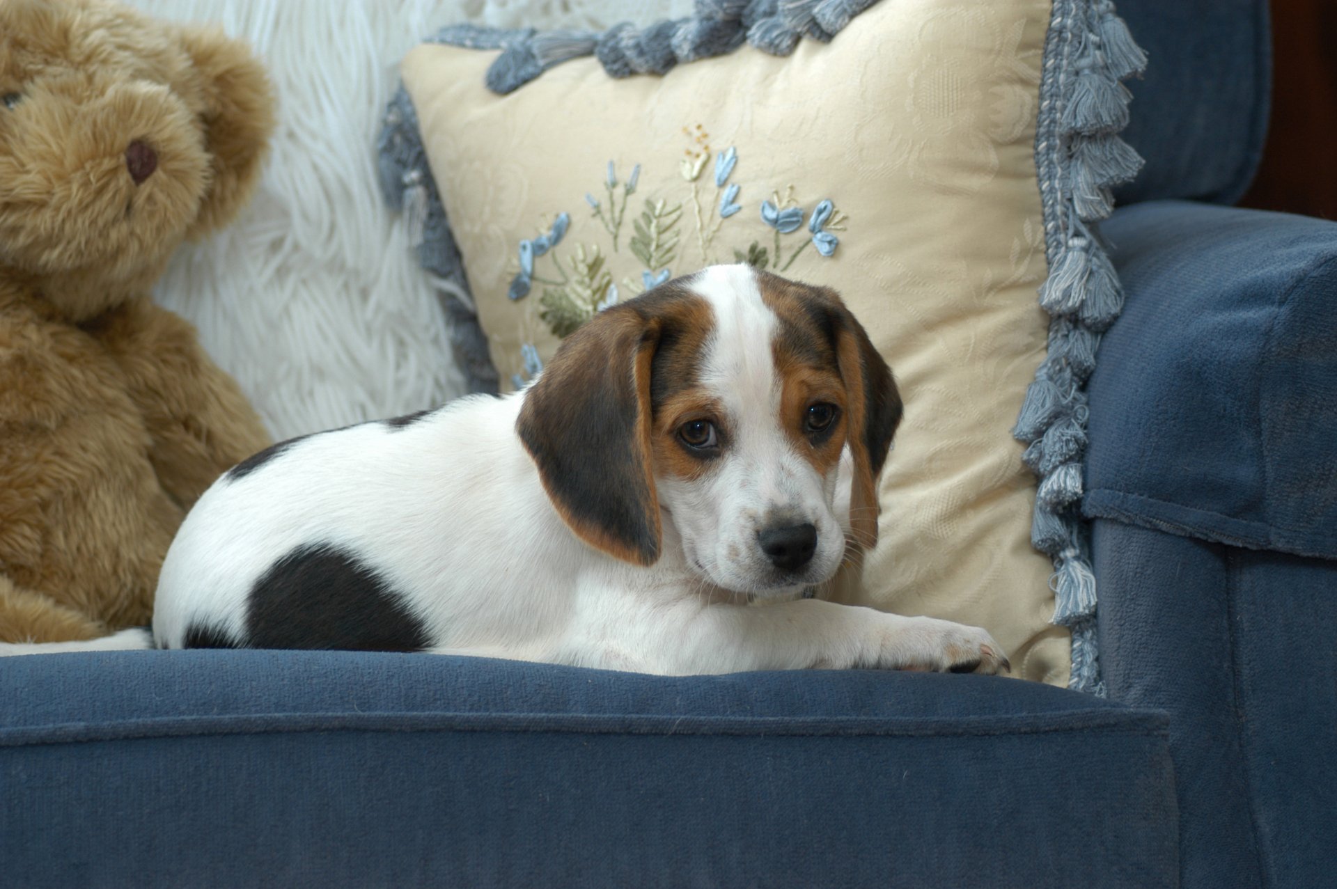 Adorable Puppy Relaxing – Stunning 4K Ultra HD Dog Wallpaper