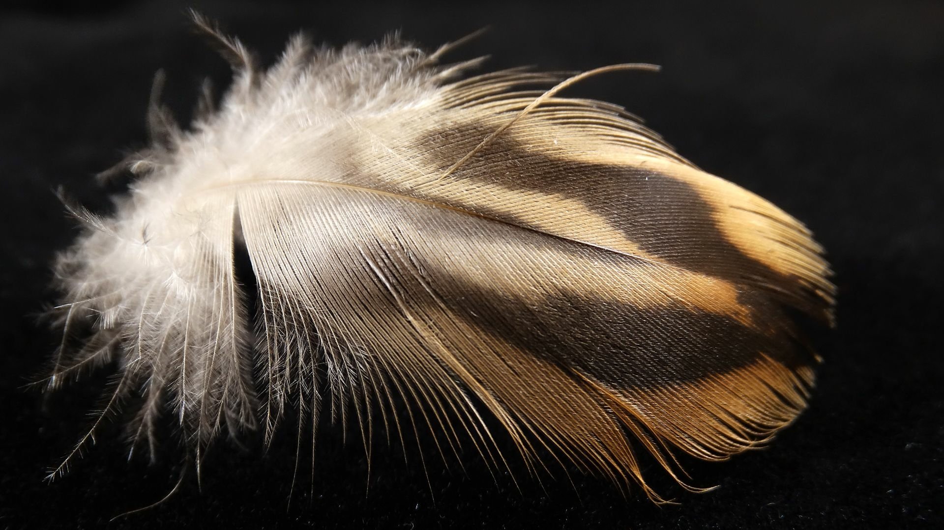 Ethereal Feather: HD Black Photography Masterpiece