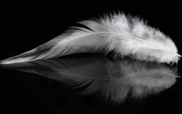 [70+] Feather 4k Wallpapers