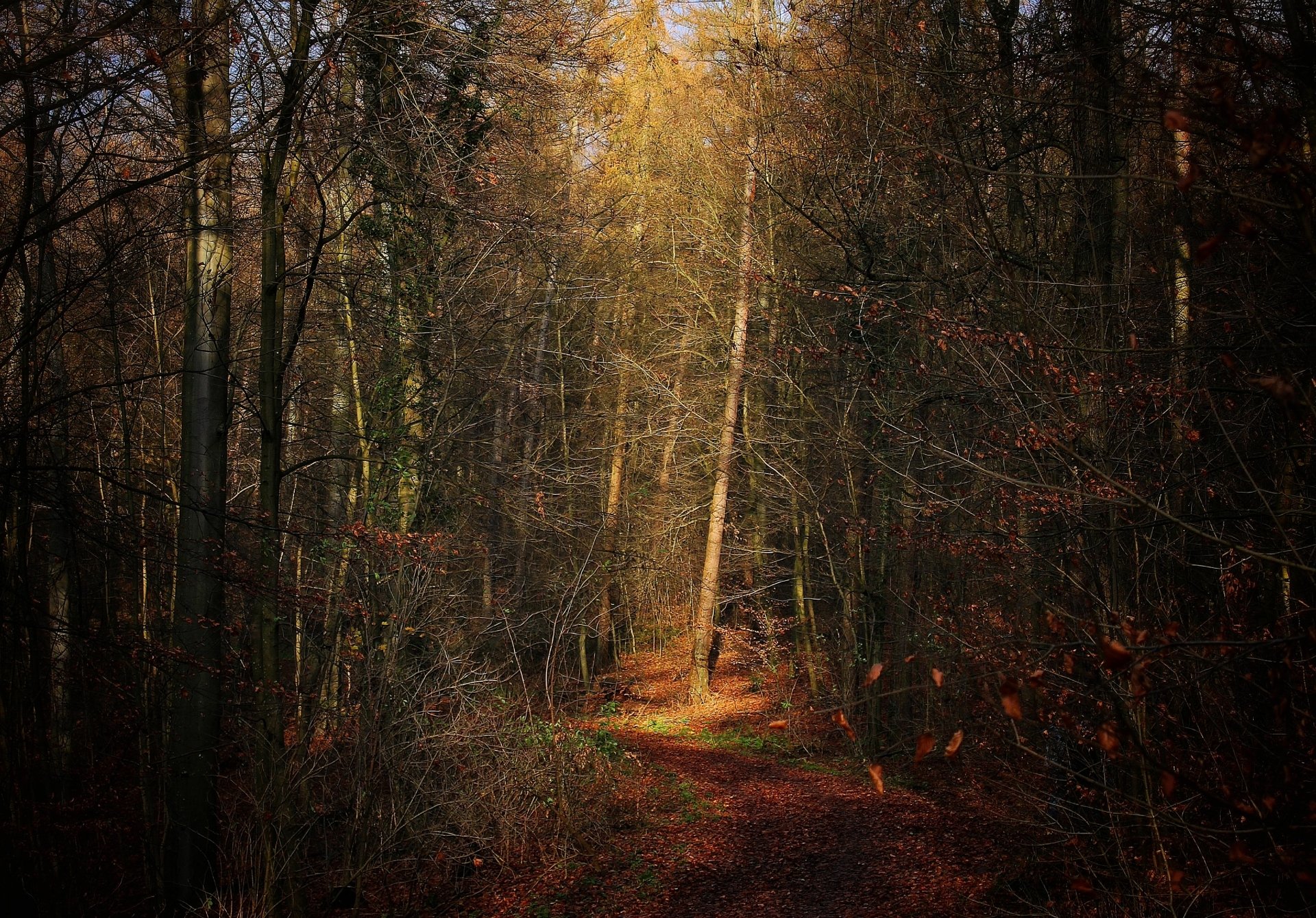 Download Nature Tree Light Forest HD Wallpaper