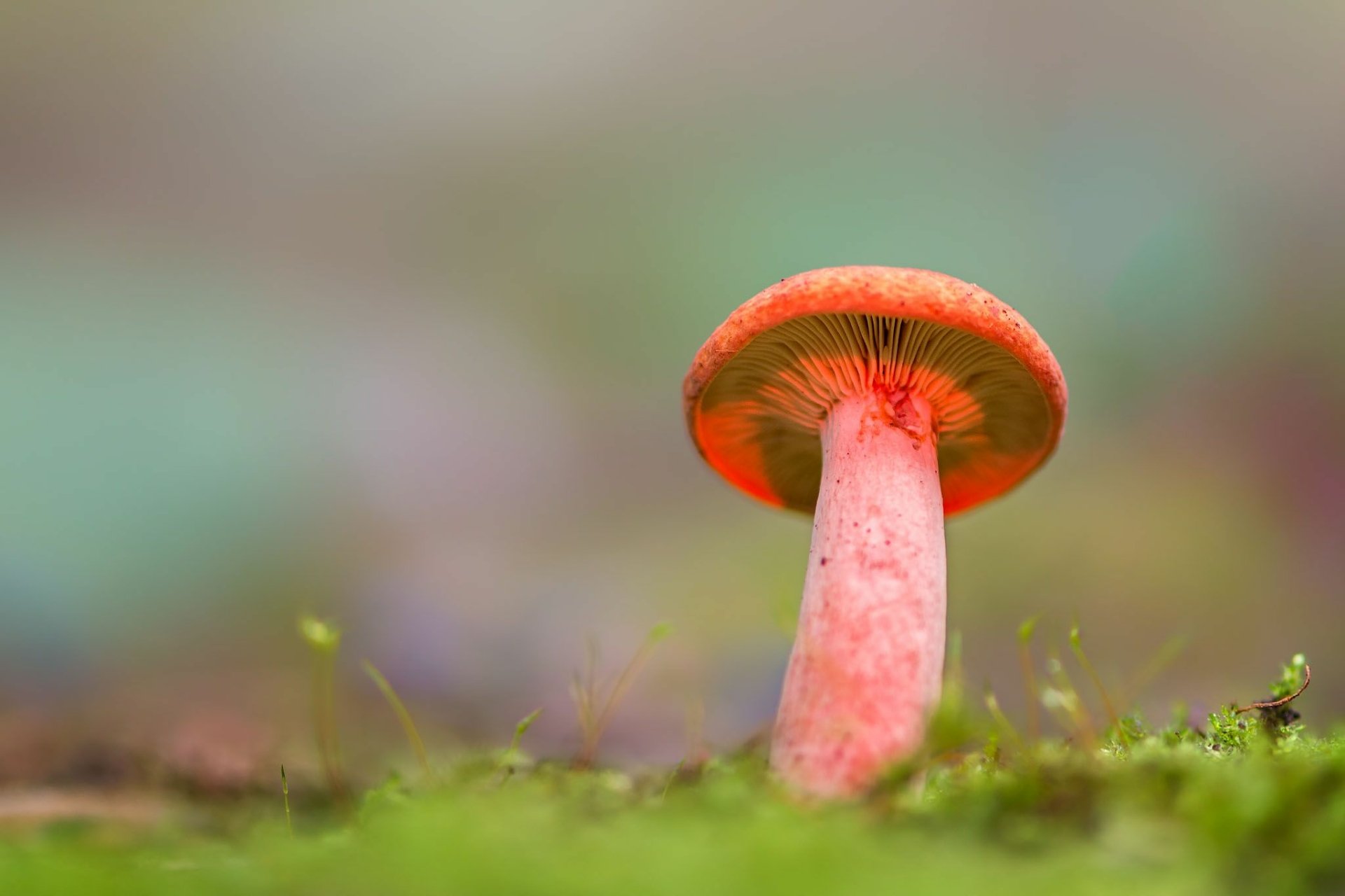 Mushroom HD Wallpaper
