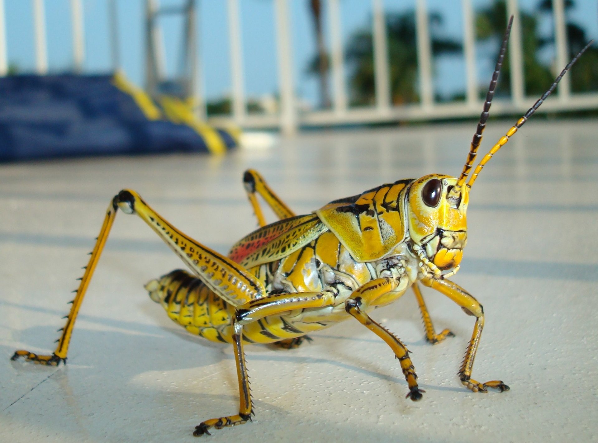Download Animal Grasshopper HD Wallpaper