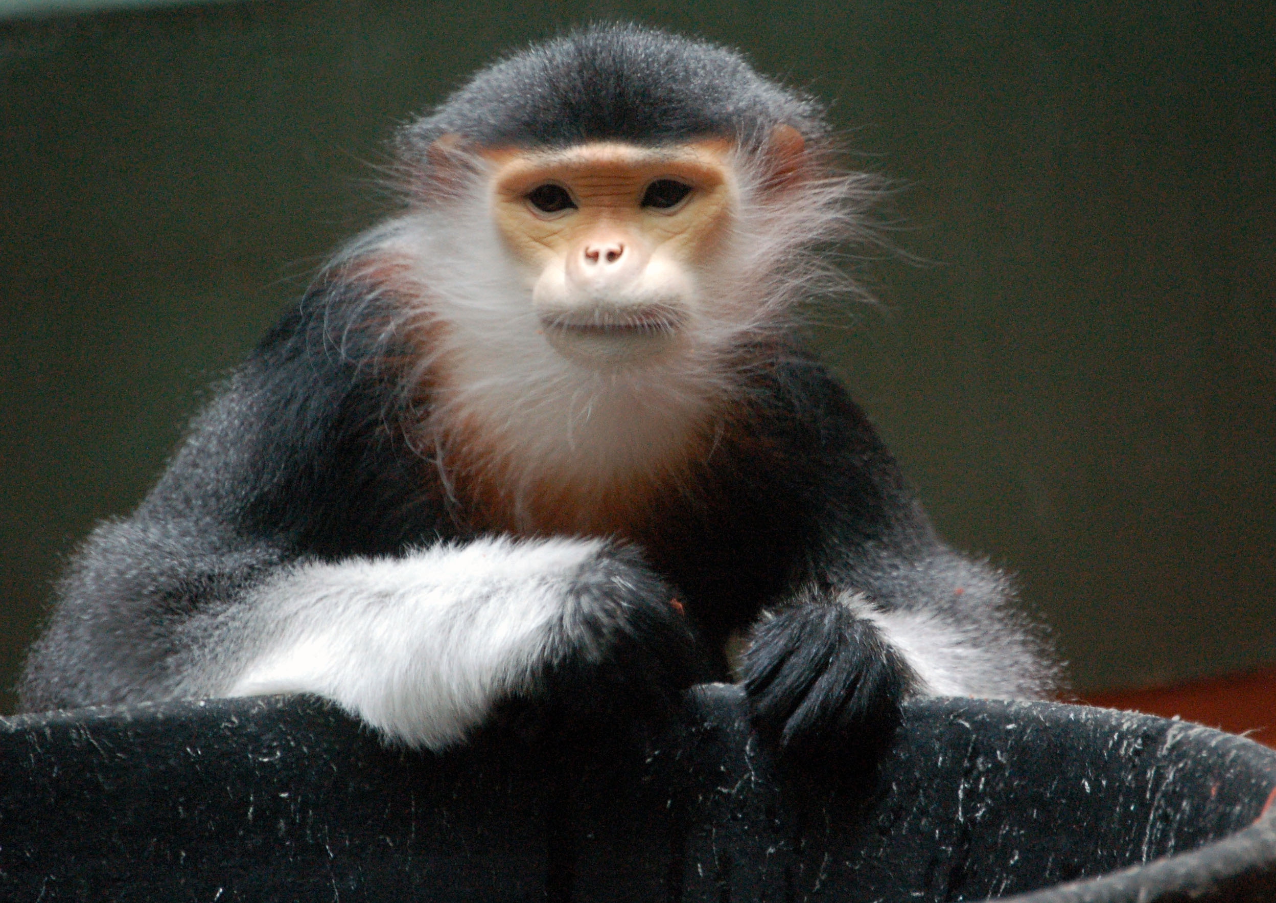 Download Animal Monkey HD Wallpaper