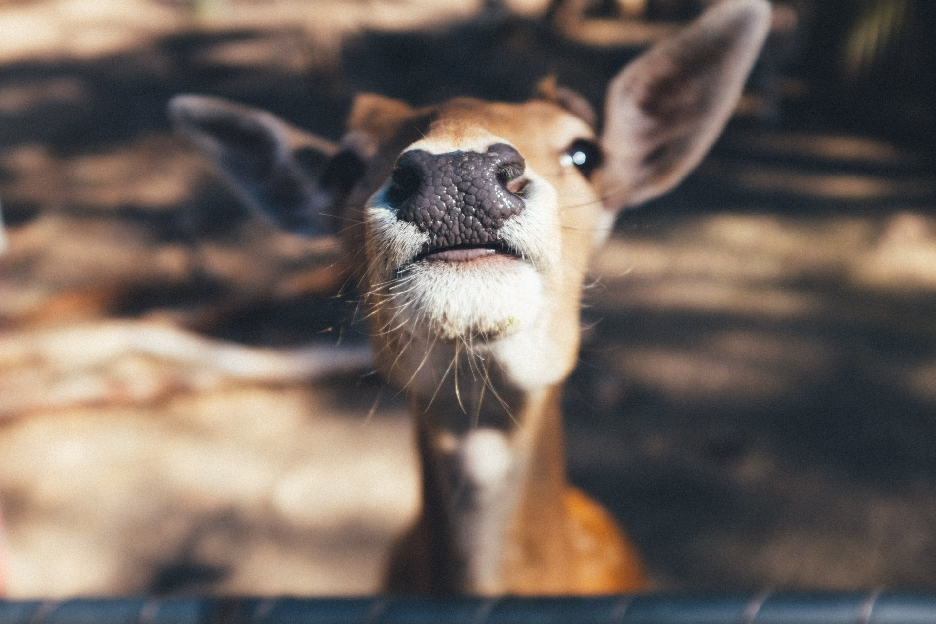 Download Animal Deer 4k Ultra HD Wallpaper