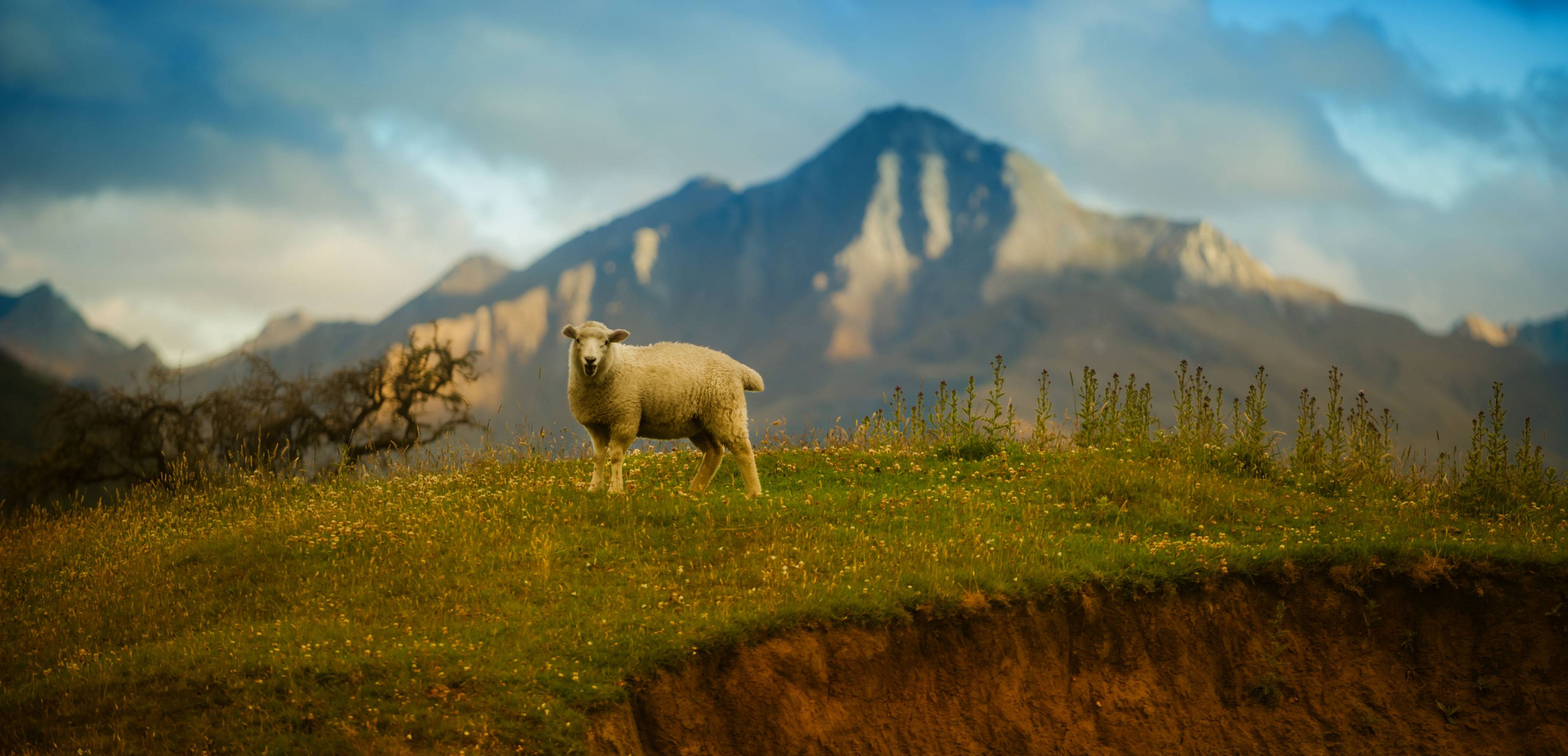 Download Animal Sheep HD Wallpaper by Trey Ratcliff