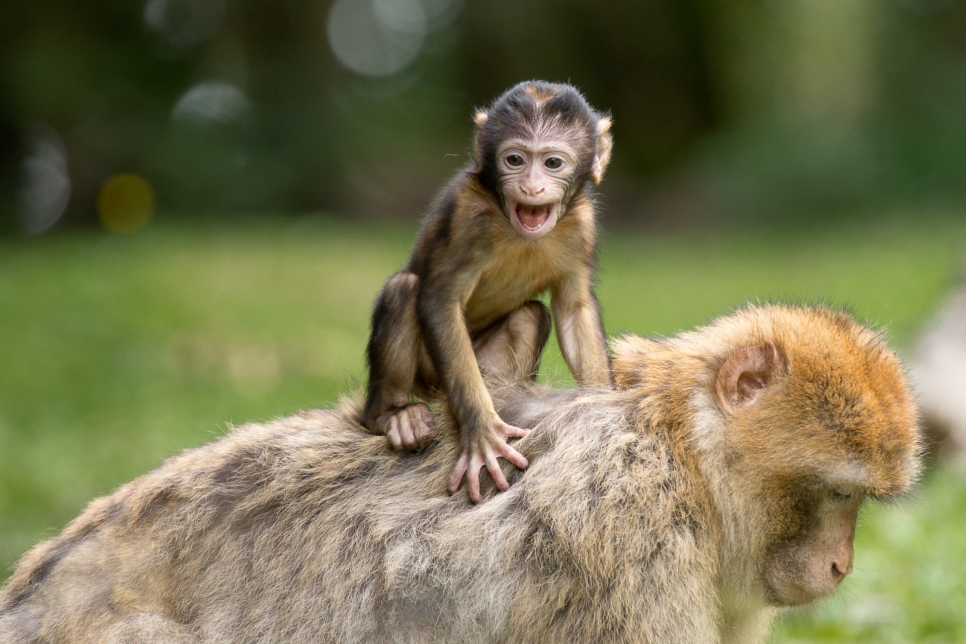 Infant baby Barbary Macaque on its mothers back Full HD Wallpaper and ...