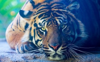 Download Close-up Tiger Animal PFP