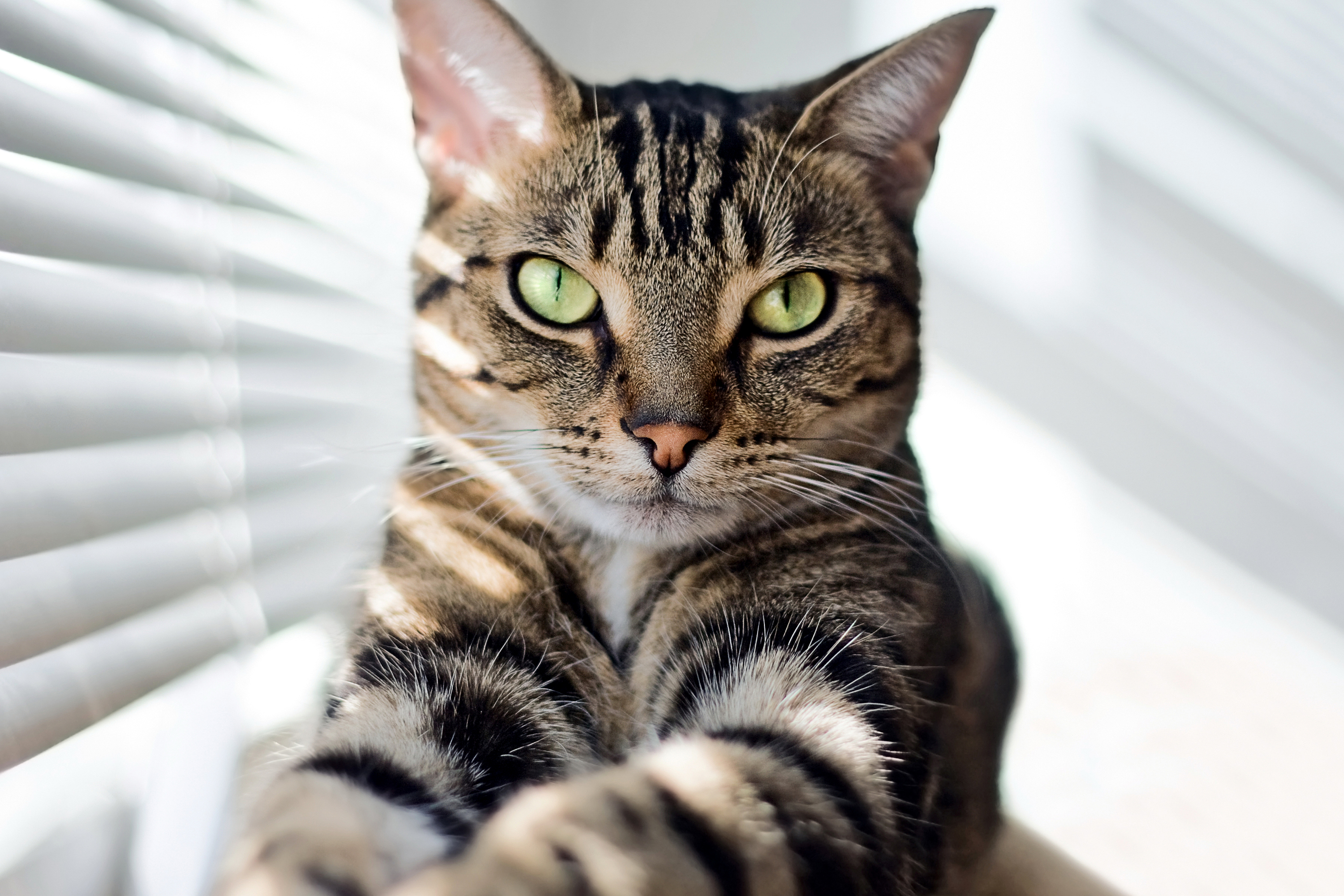 Download Stripes Gray Stare Animal Cat HD Wallpaper