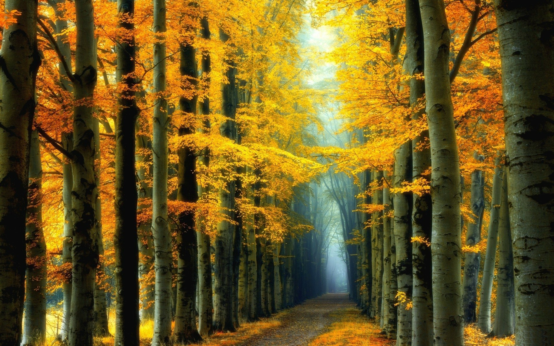 Golden Autumn Path Through a Vibrant Forest – HD Nature Wallpaper