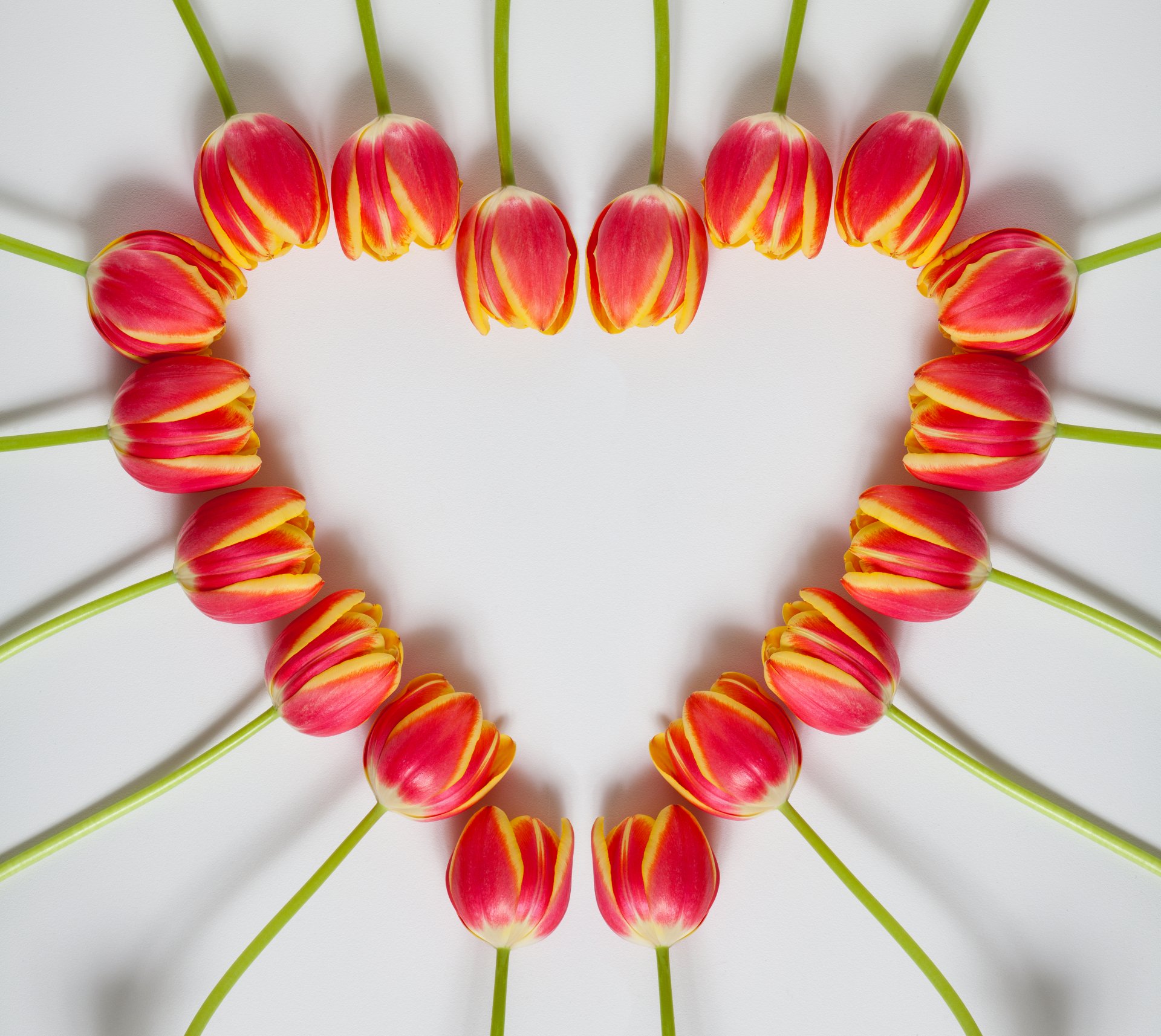 Heartfelt Tulip Love – 4K Ultra HD Valentine’s Day Nature Wallpaper