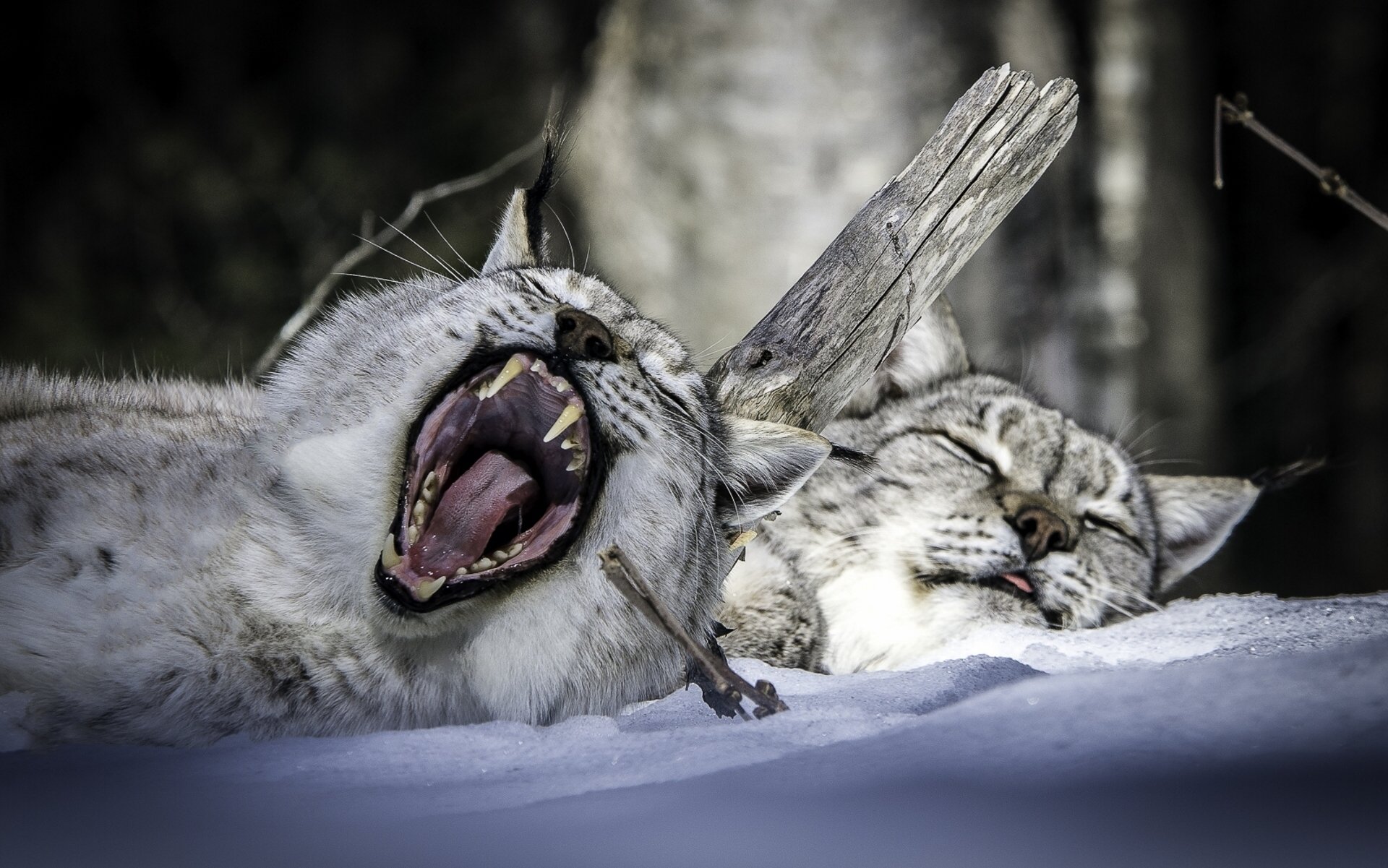 Sleepy Lynx Yawn in Snowy Forest – HD Animal Wallpaper