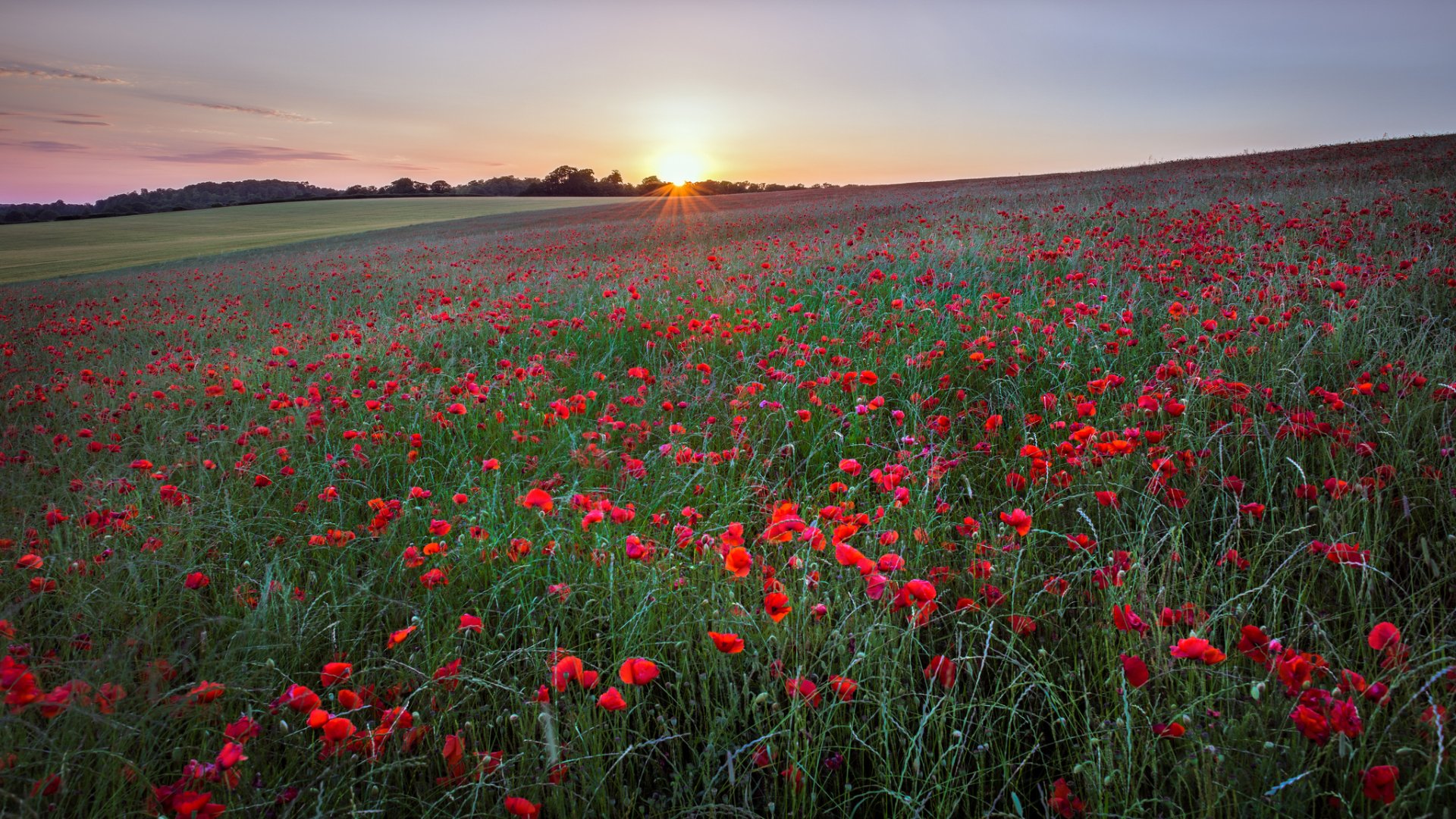 Sunrise Over a Vibrant Field of Poppies – Stunning HD Nature Landscape ...