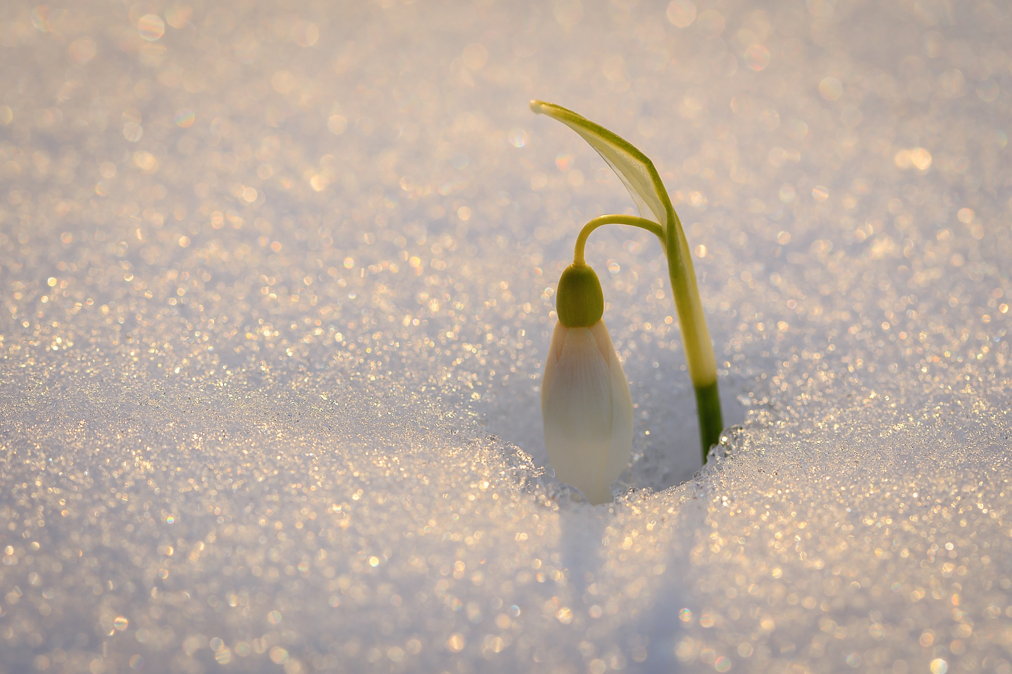 Little snowdrop by Cosmin Anghel