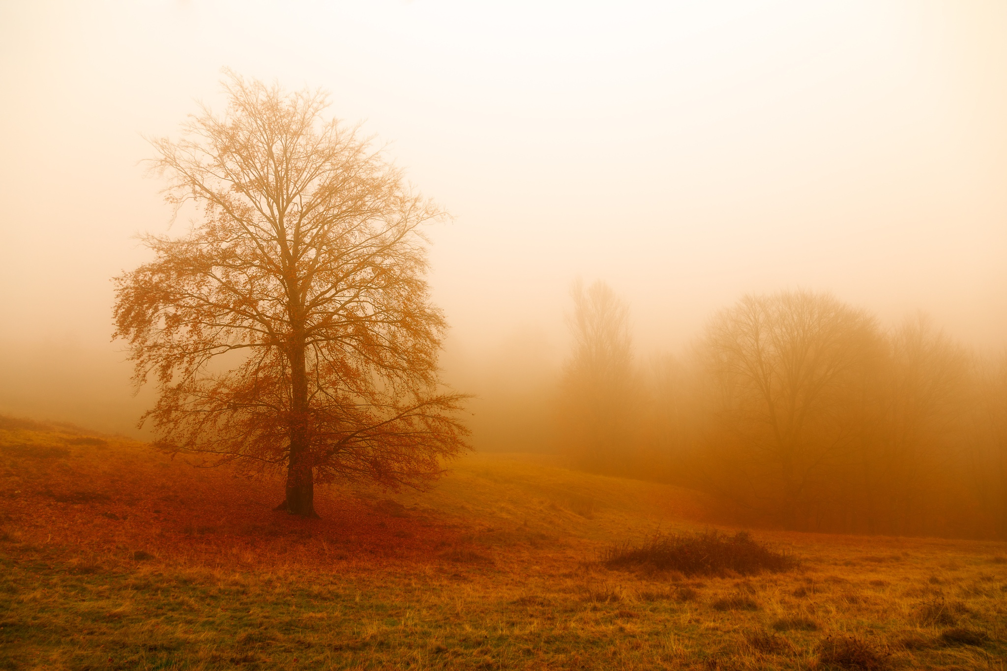 Foggy Alone Tree In Autumn