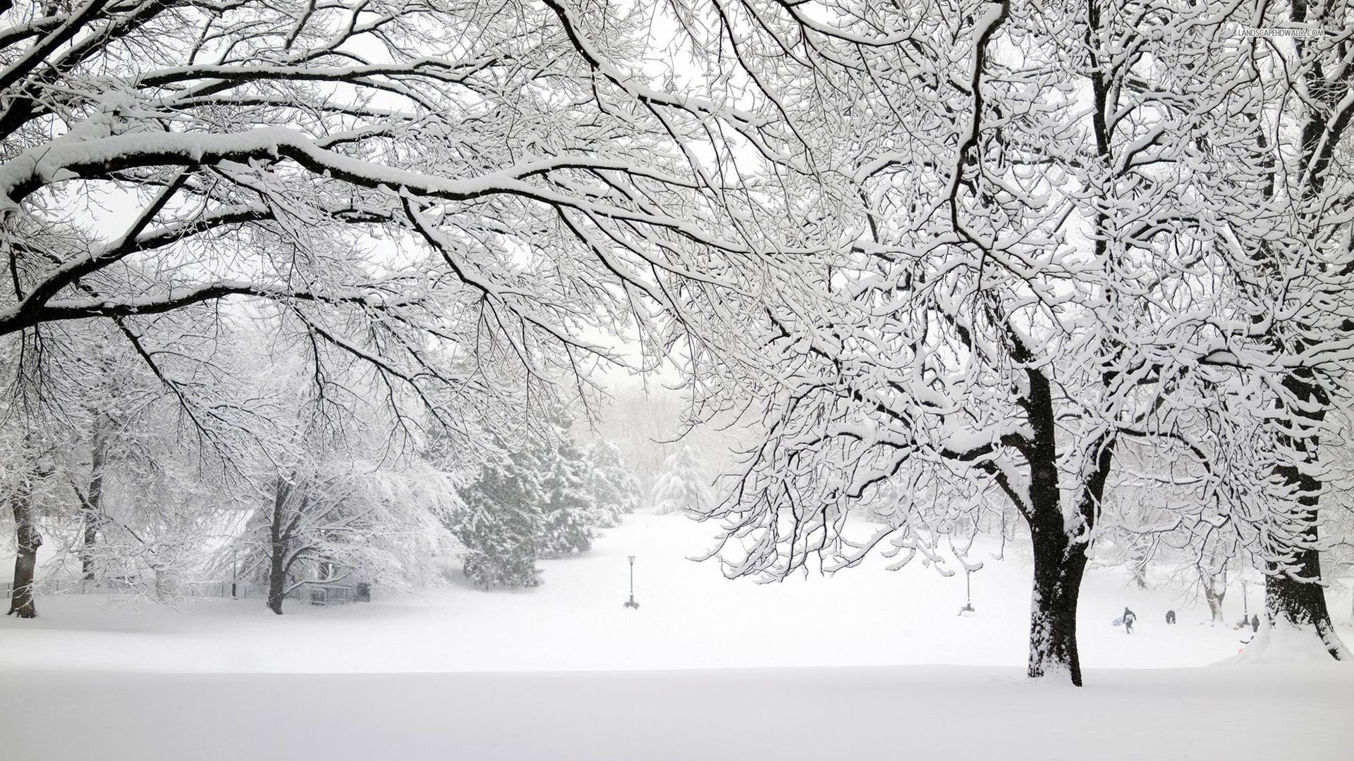 Winter Wonderland: HD Wallpaper of Snowy Forest Scenery | 1920x1080 ...