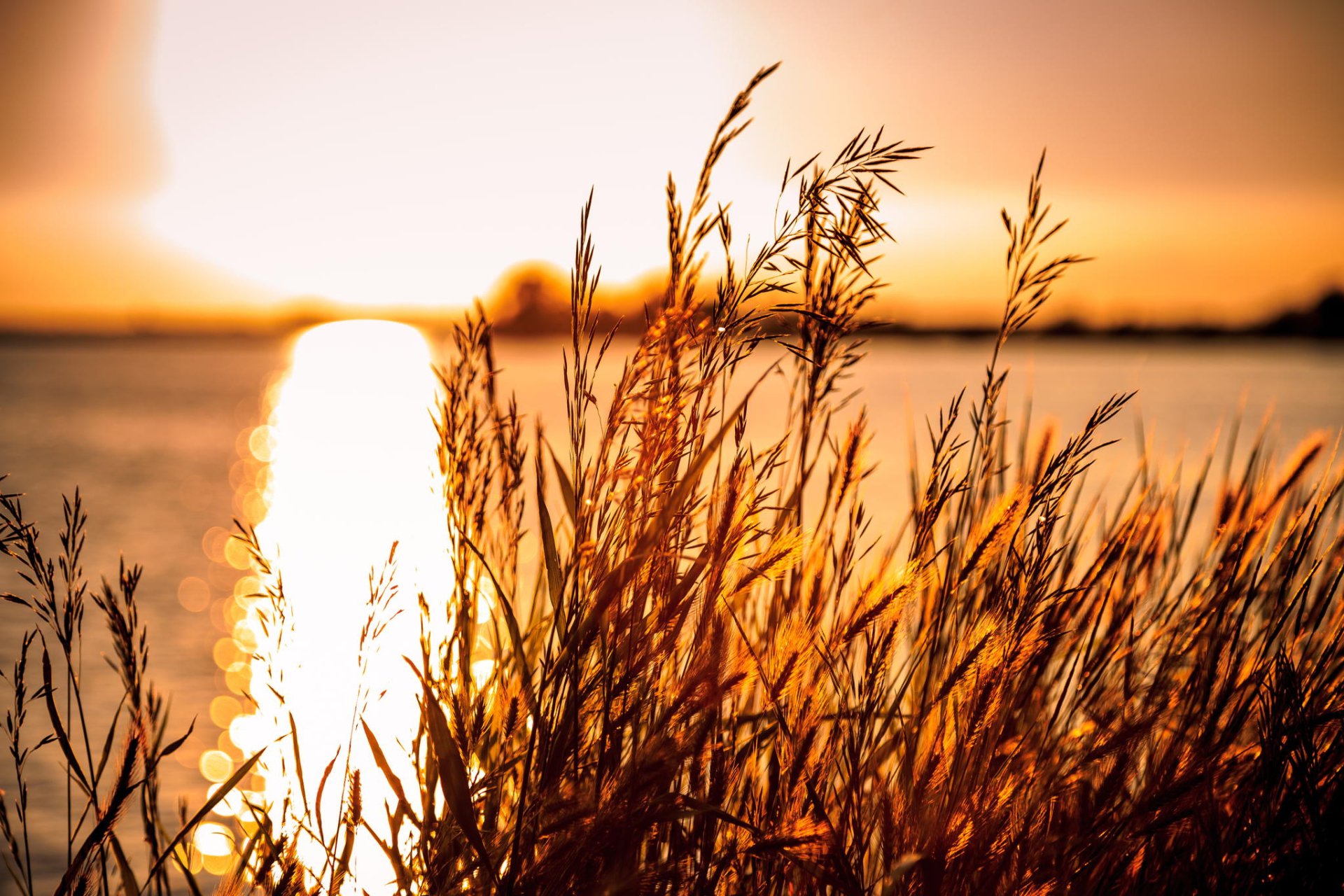 Download Wheat Nature Bokeh Plant Reflection Sunset HD Wallpaper by ...