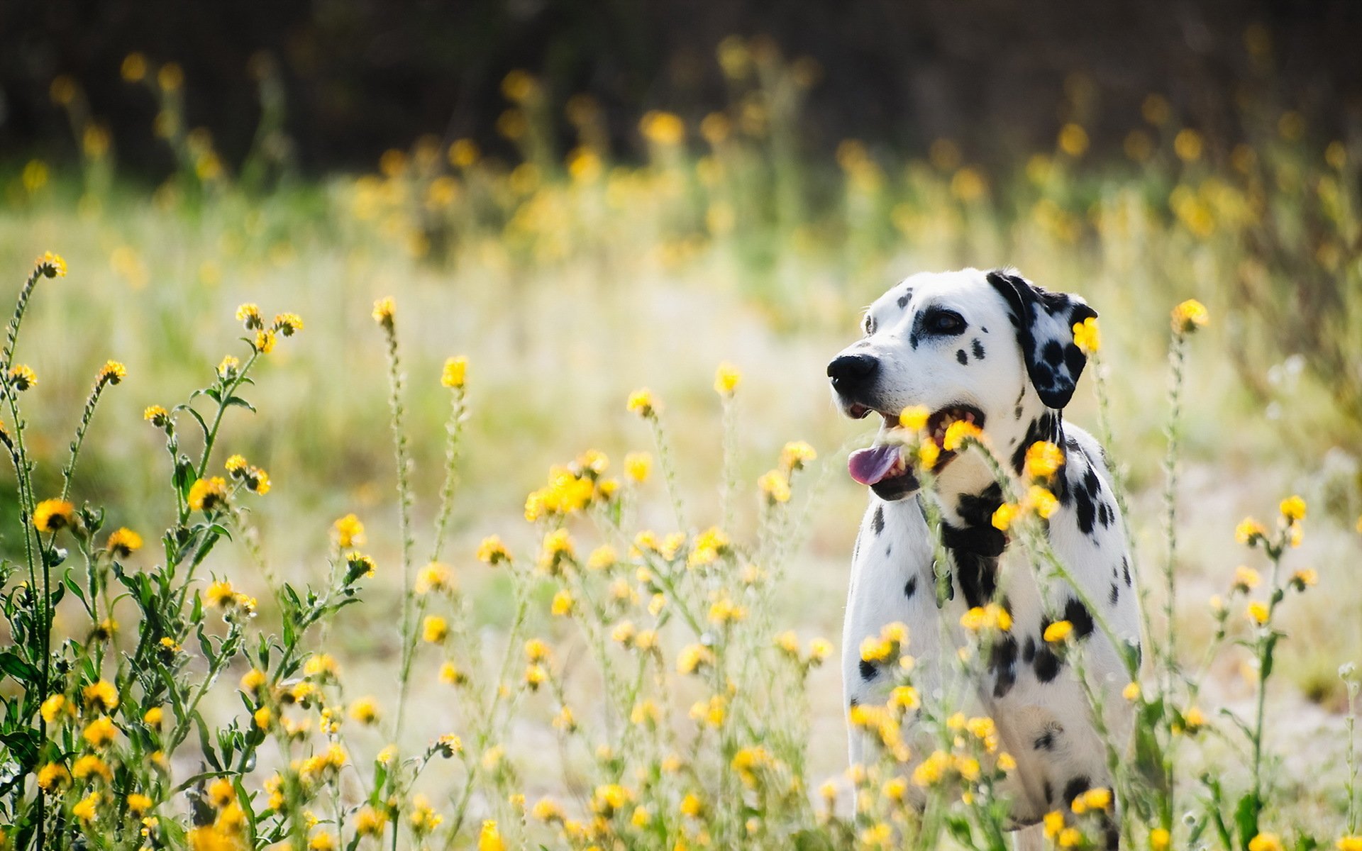 Dalmatian Delight: Yellow Blooms and Bokeh Bliss HD Wallpaper