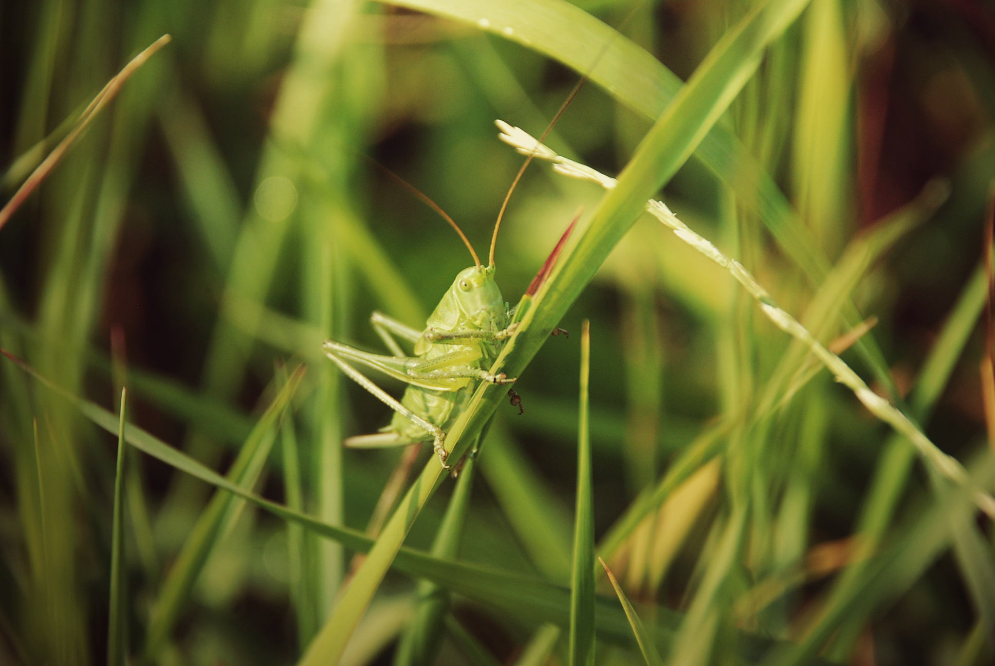 Download Bokeh Nature Green Grass Animal Grasshopper HD Wallpaper