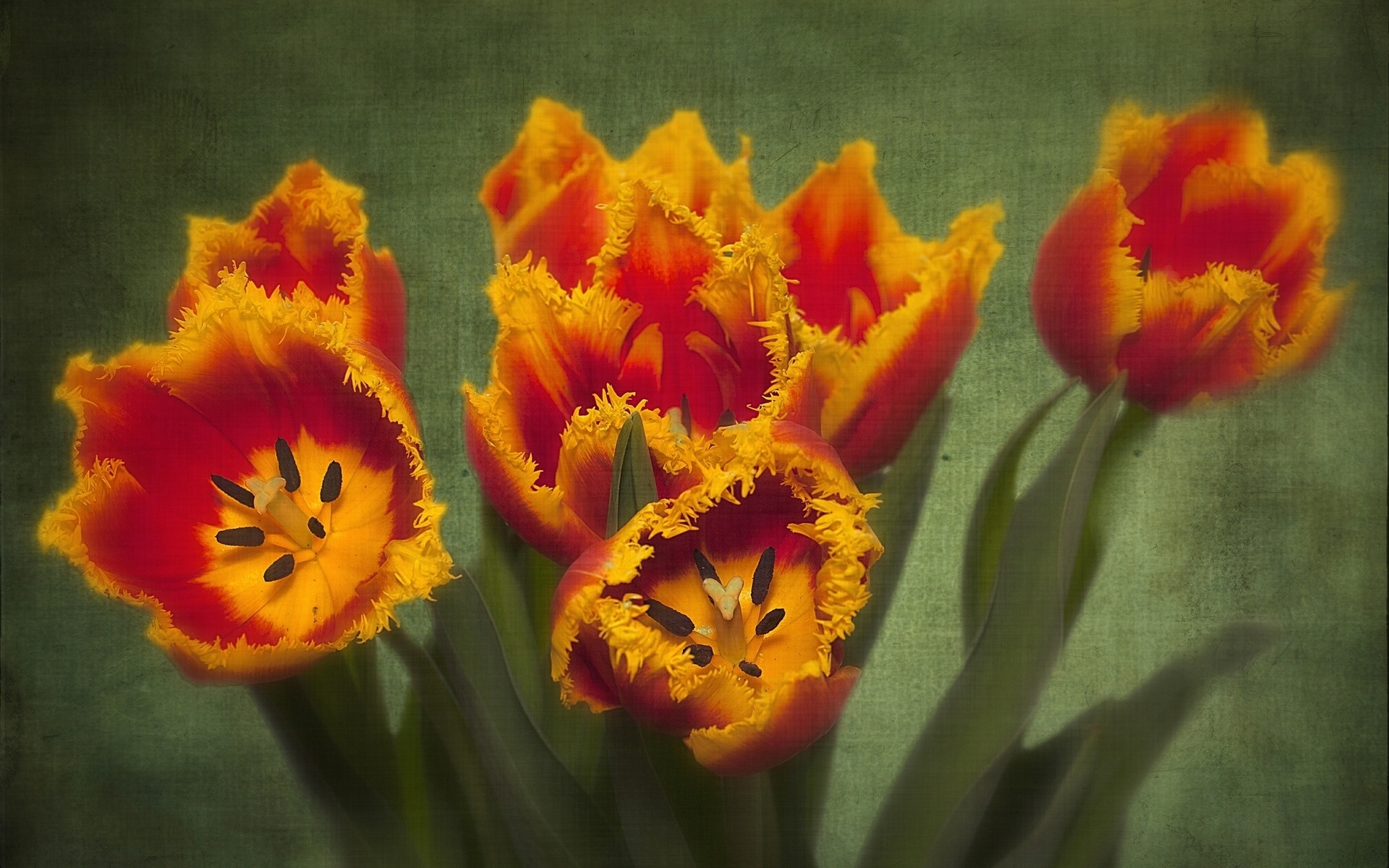 Download Orange Flower Texture Tulip Artistic Flower HD Wallpaper