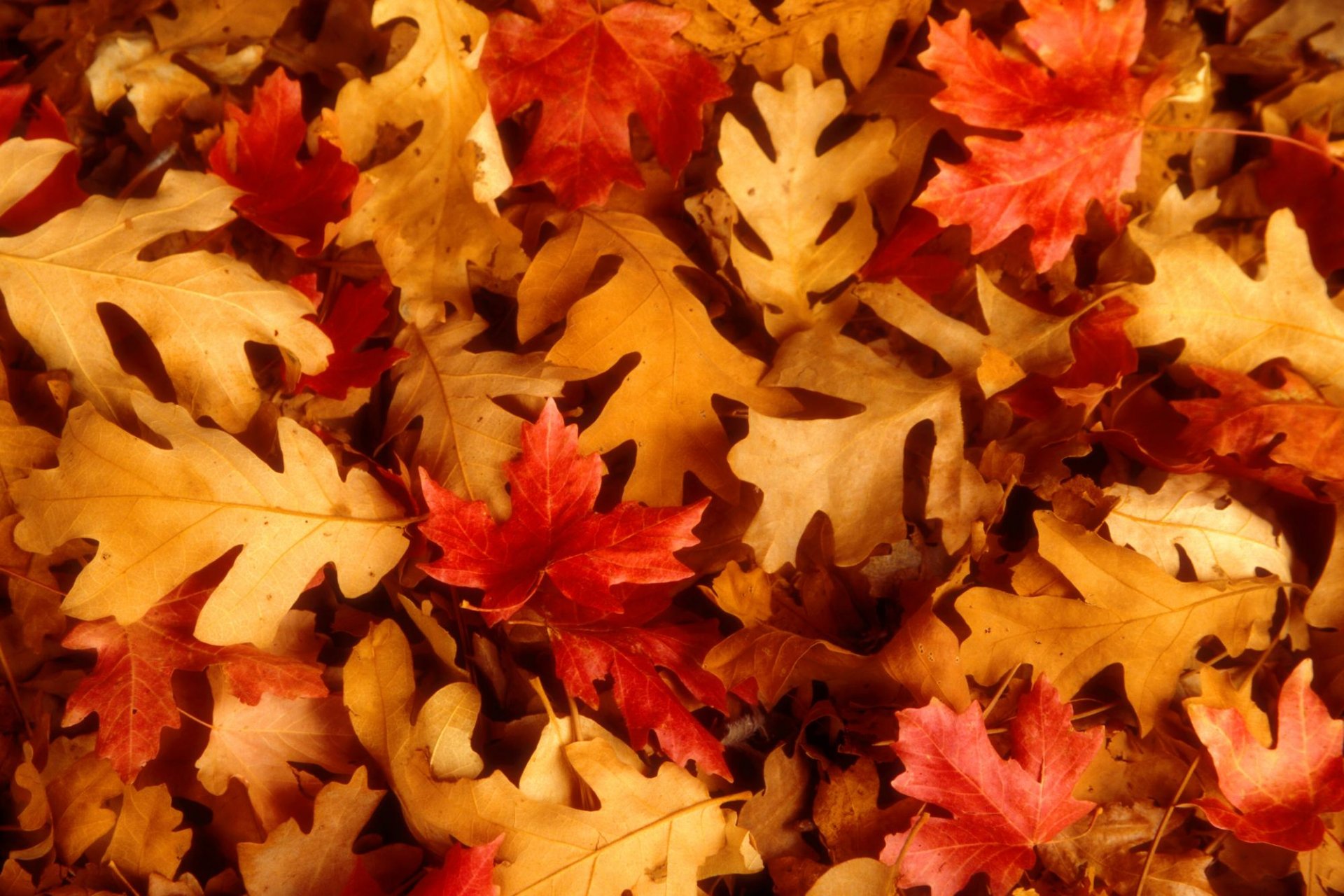 Vibrant Autumn Leaves HD Wallpaper - A Natural Masterpiece
