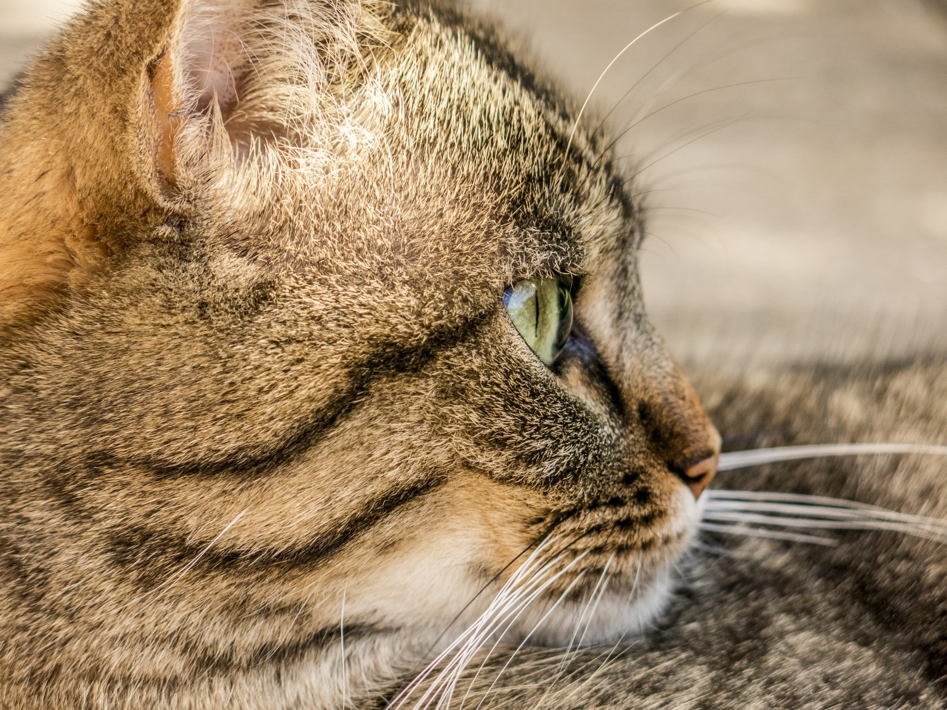 Download Close-up Animal Cat 4k Ultra HD Wallpaper | 4000x3000 ...