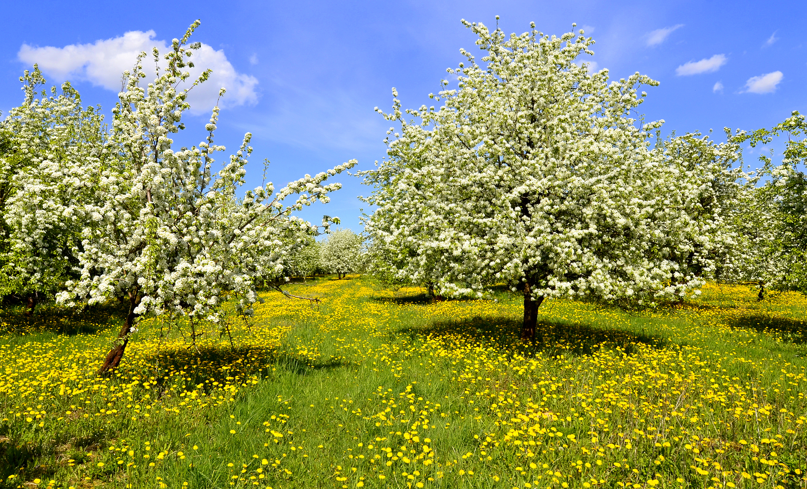 Spring Blossoms: A Serene Nature HD Wallpaper