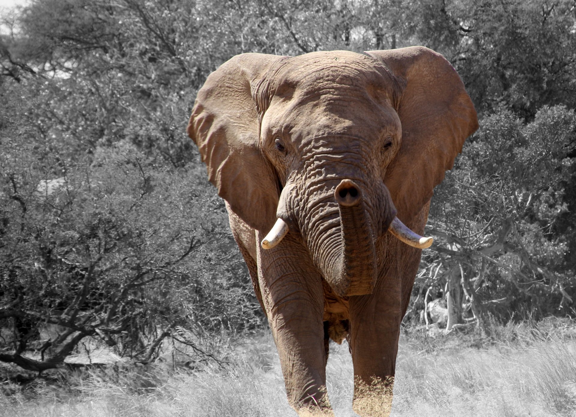 Olifant HD Wallpaper | Achtergrond | 2740x1984 | ID:684750 - Wallpaper ...