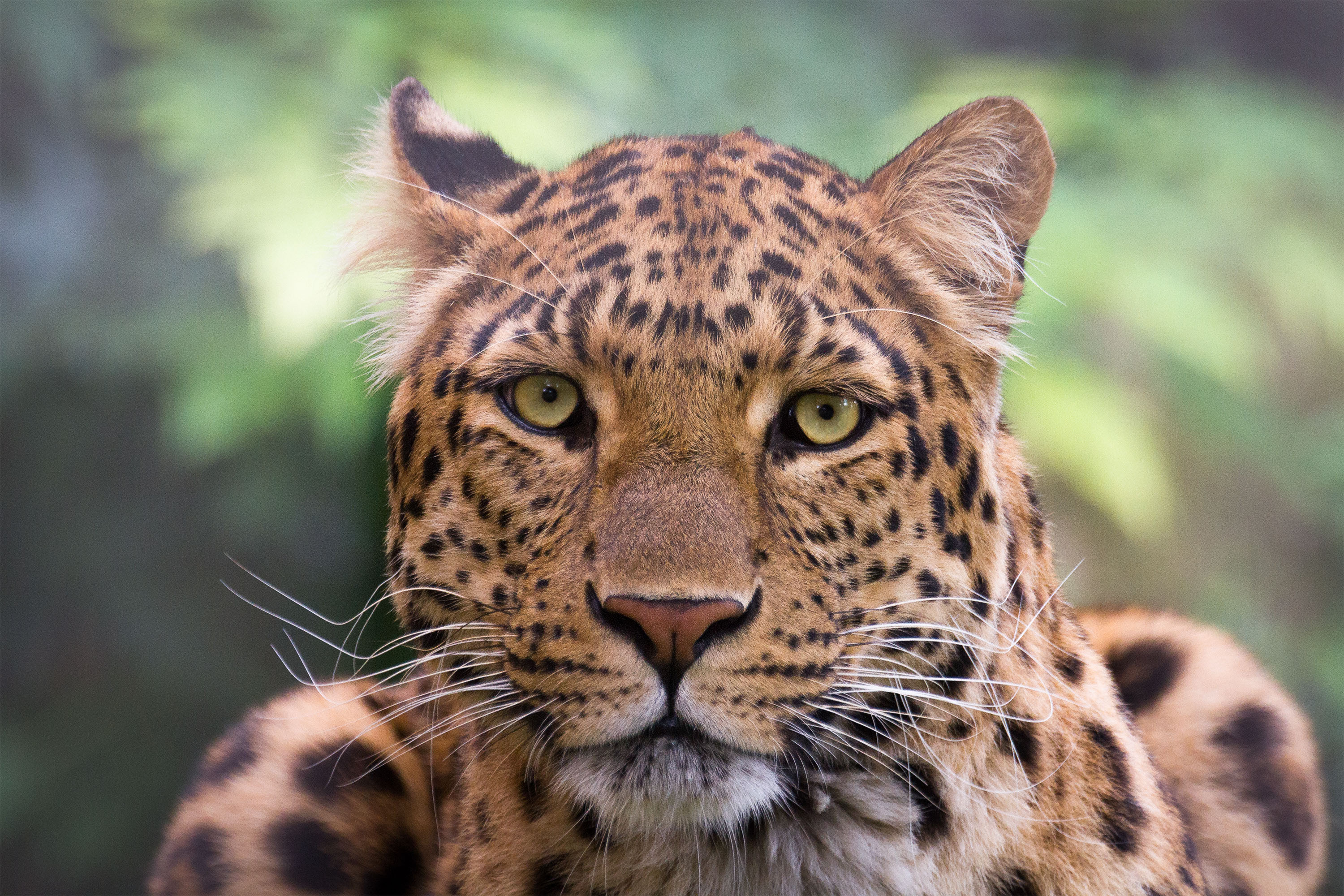 Majestic Leopard HD Wallpaper with Stunning Bokeh Background by ...