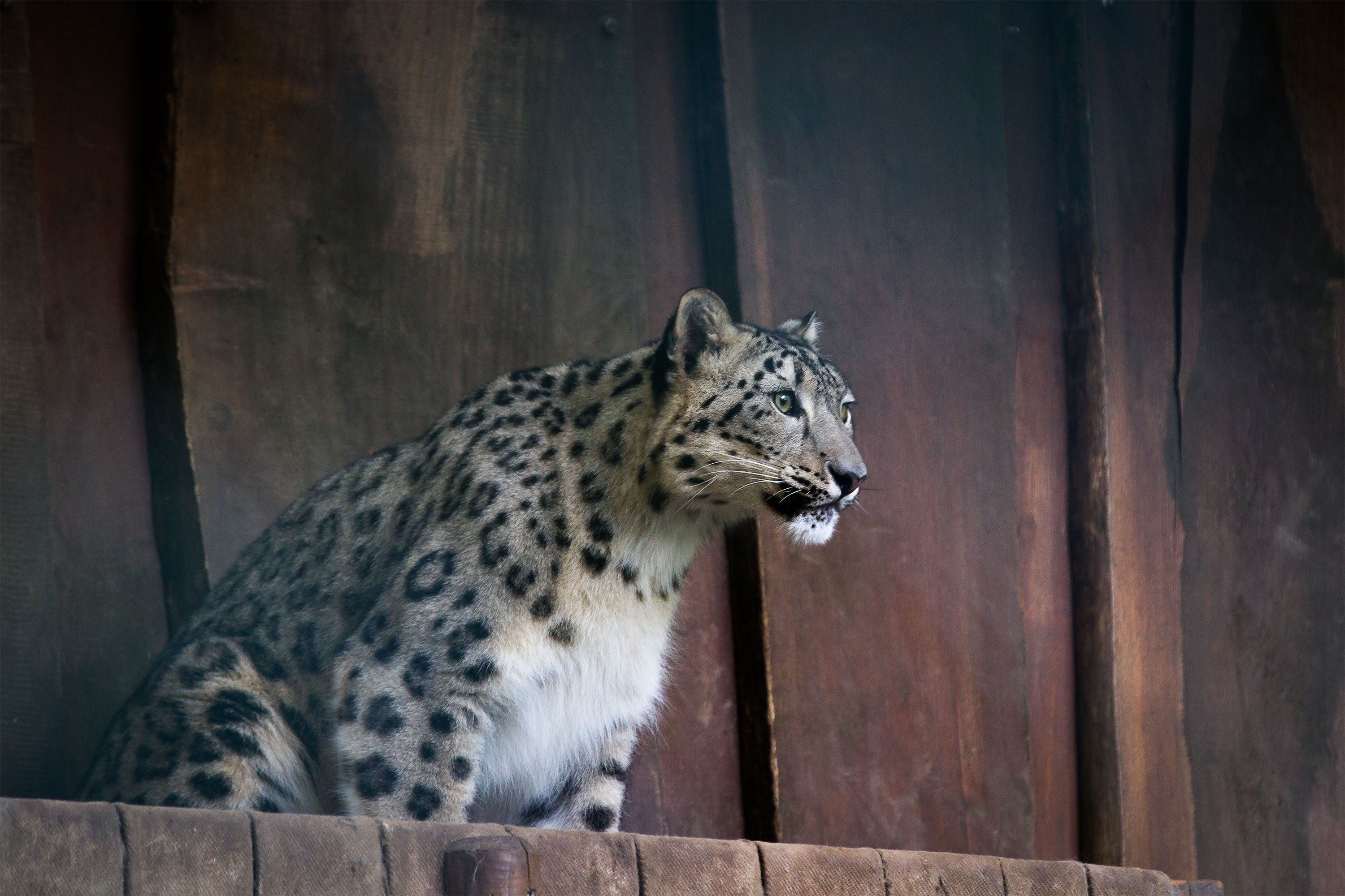 Snow Leopard HD Wallpaper by Cloudtail the Snow Leopard