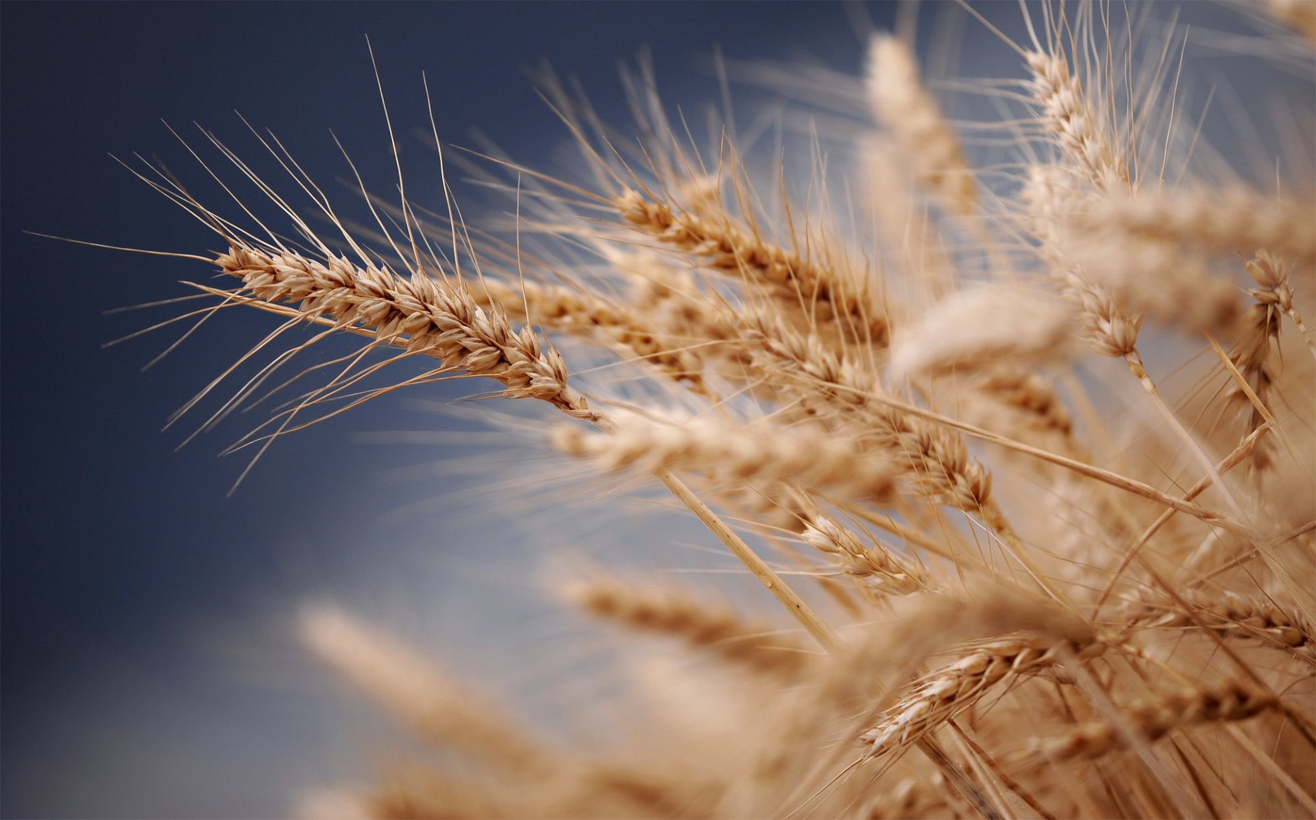 Wheat Up Close Wallpaper