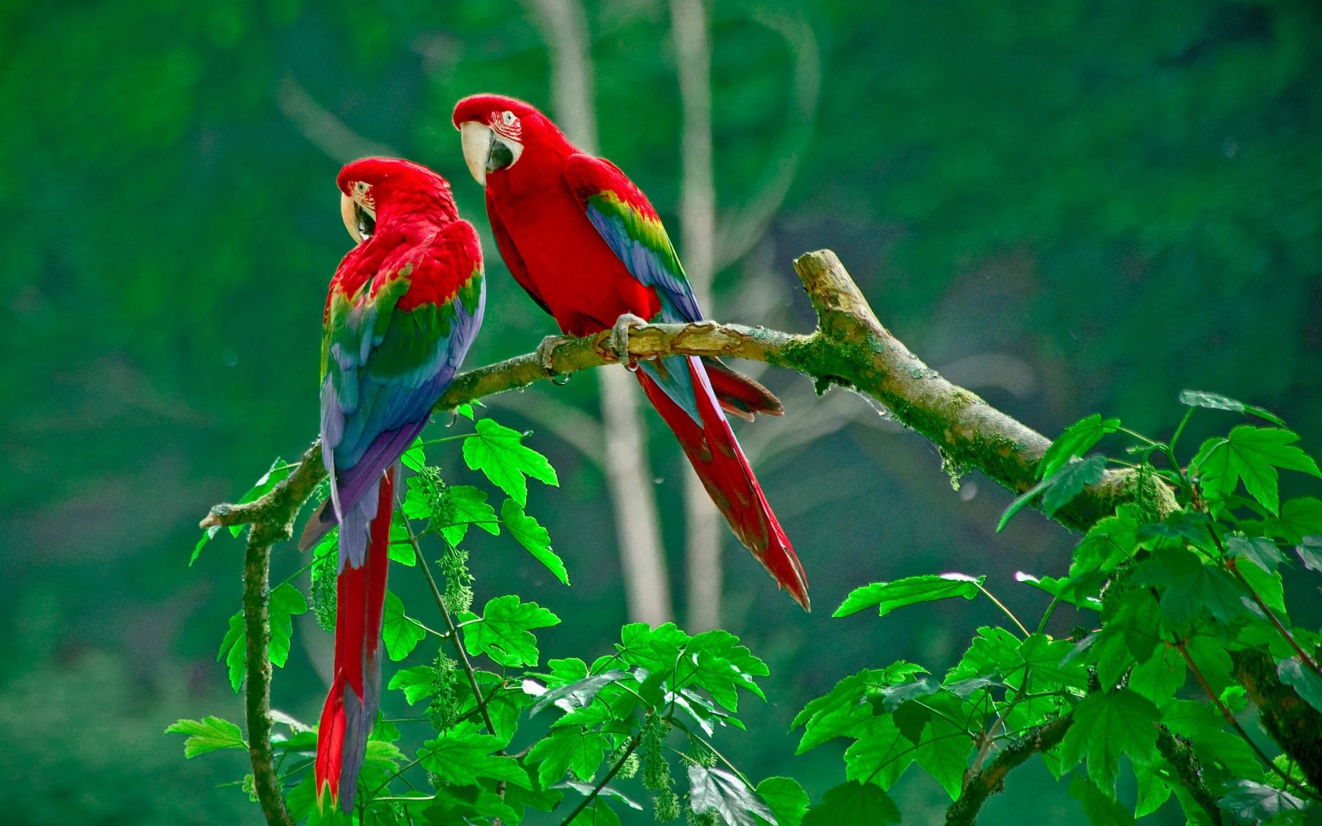 Red-and-Green Macaw HD Wallpaper