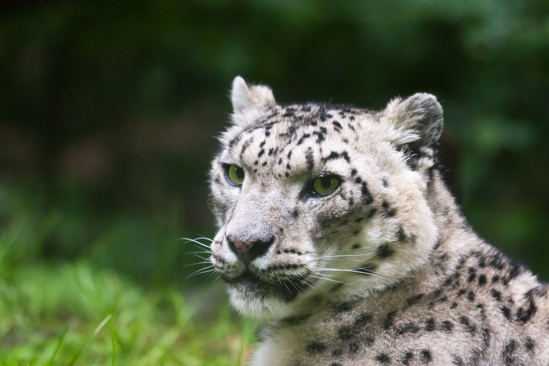 Animal Snow Leopard HD Wallpaper by Cloudtail the Snow Leopard