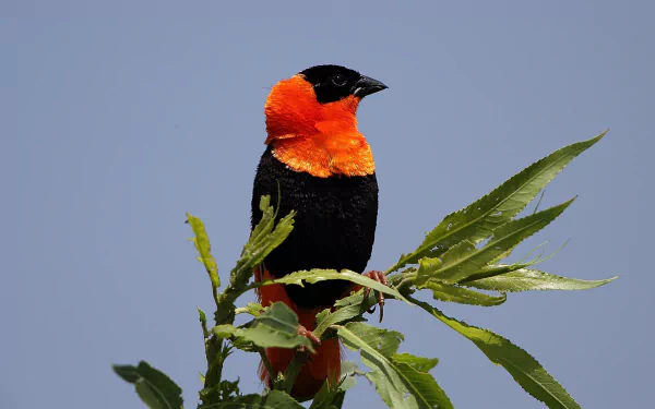 Northern Red Bishop Wallpapers