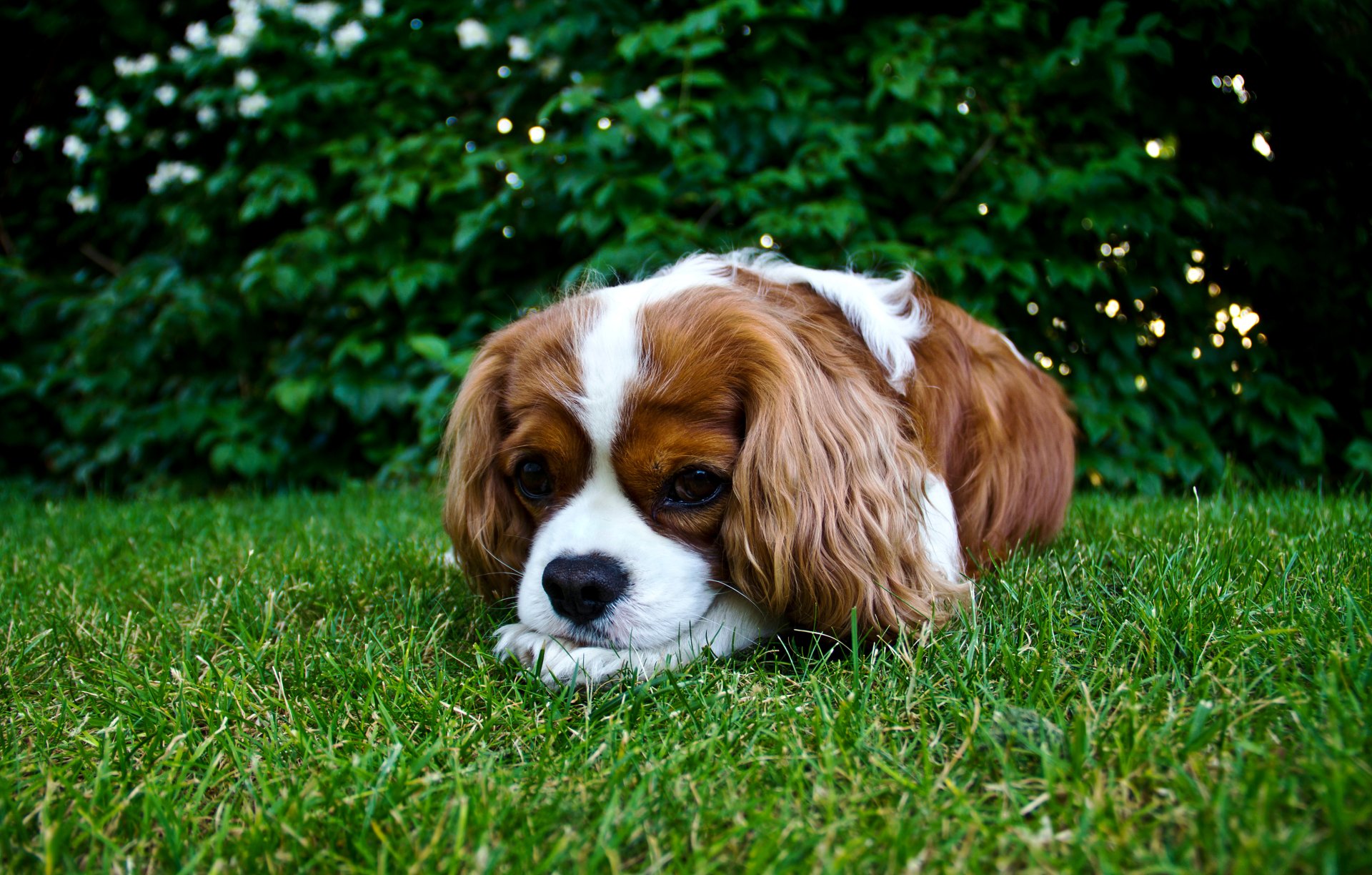 Regal King Charles Spaniel Puppy | 4K Ultra HD Dog Wallpaper