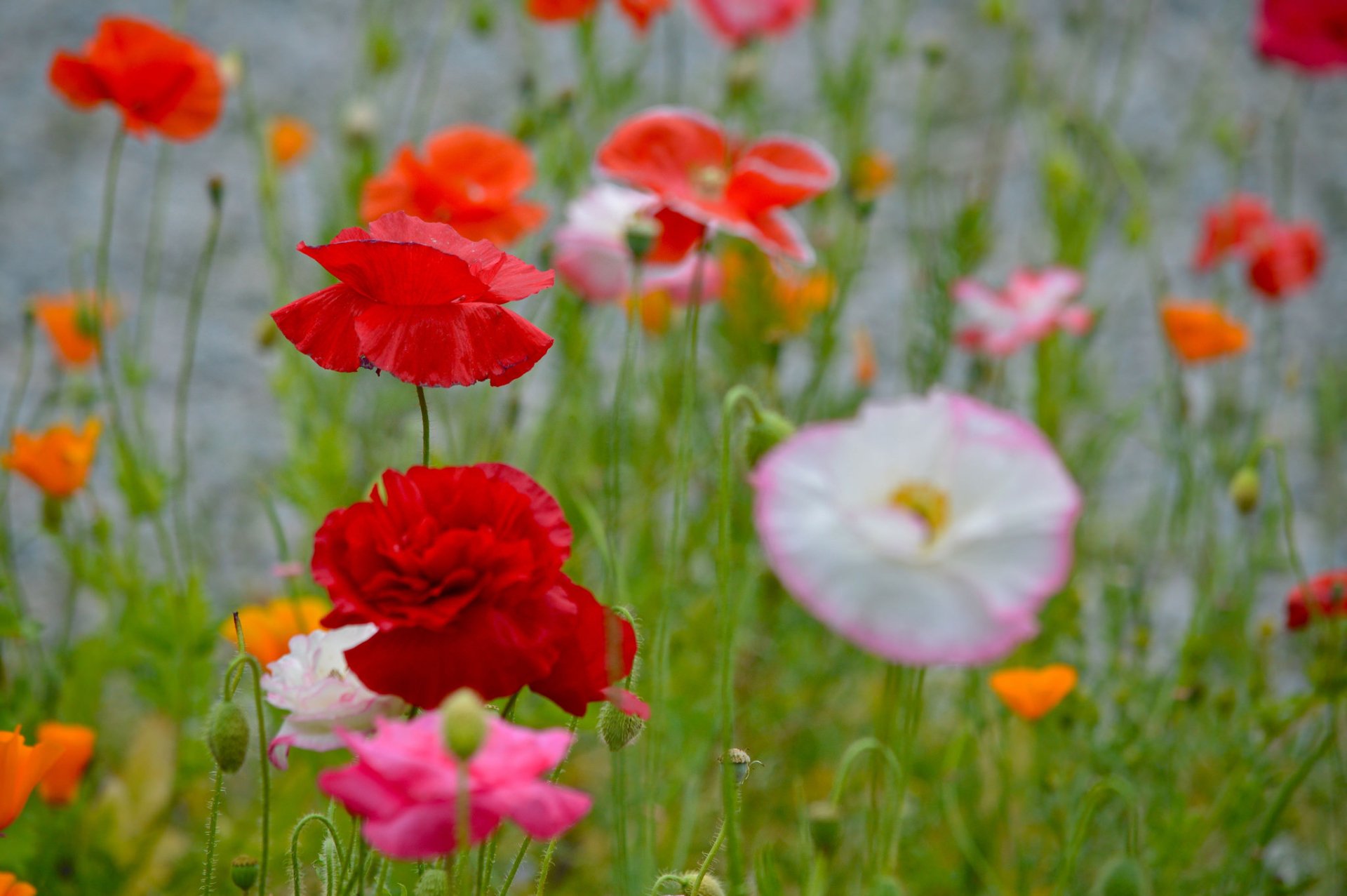 Nature Flower HD Wallpaper