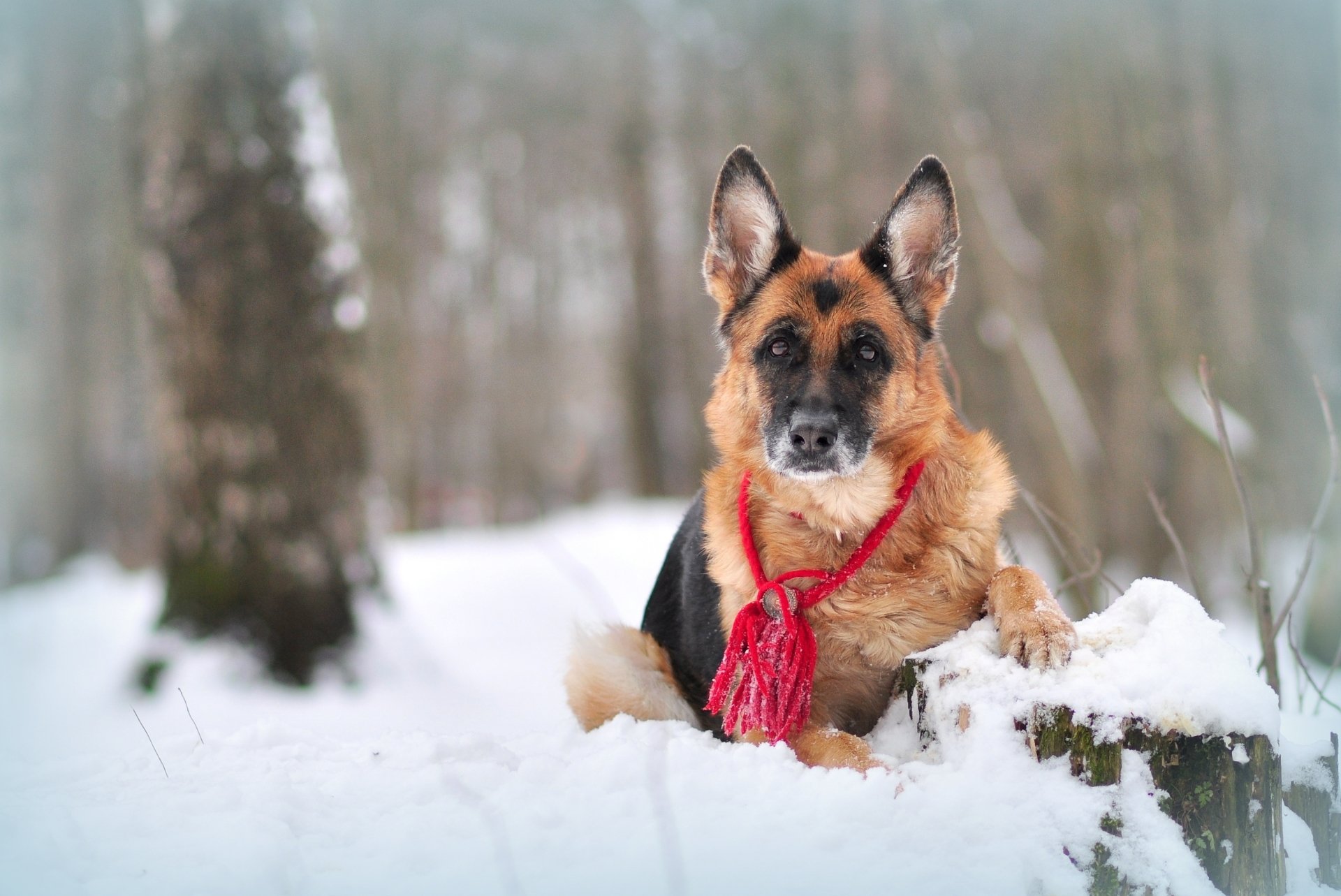 Majestic German Shepherd in Winter – HD Close-Up Animal Wallpaper ...