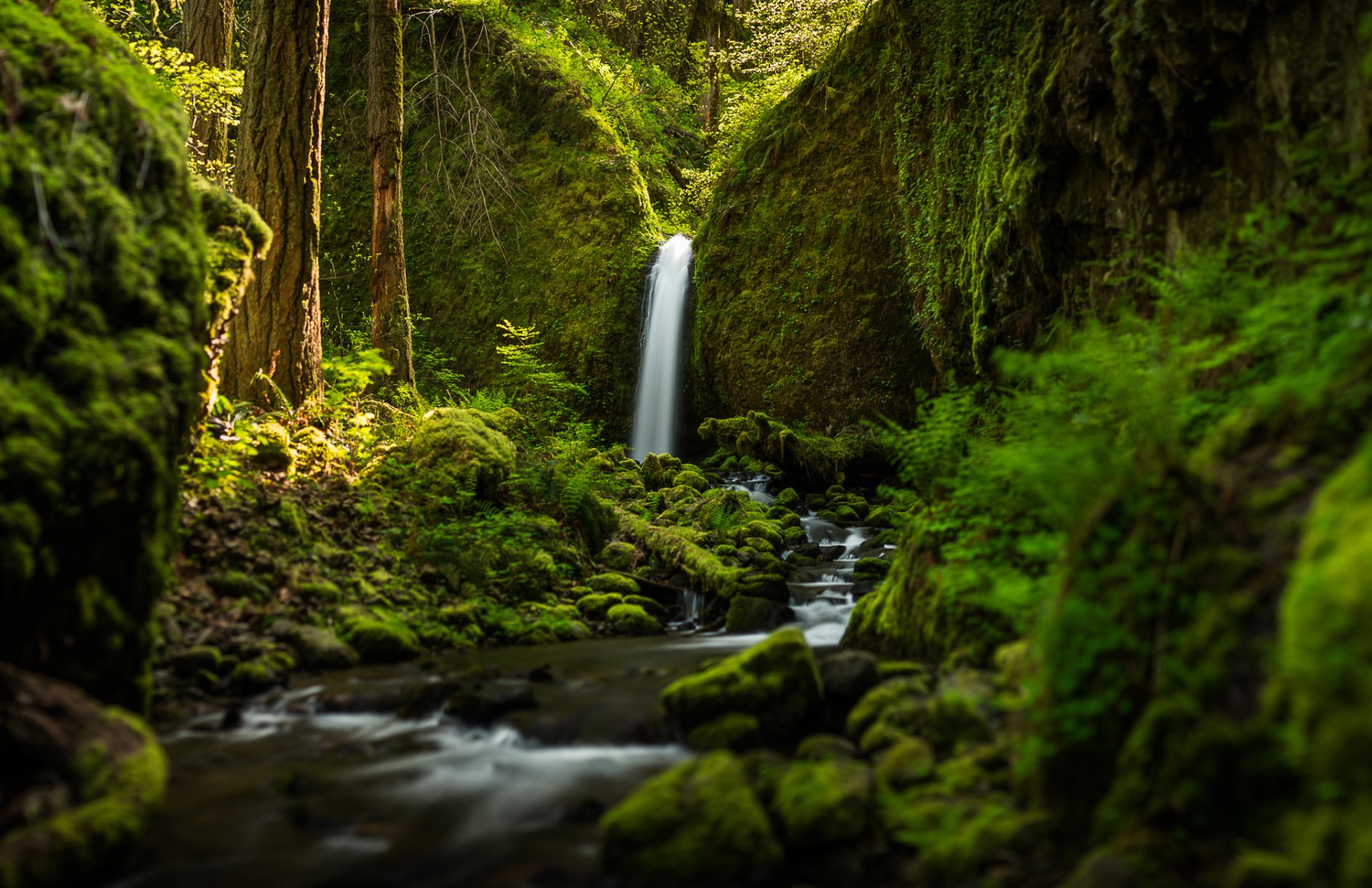 Download Fern Moss Stream Tree Green Forest Nature Waterfall HD Wallpaper