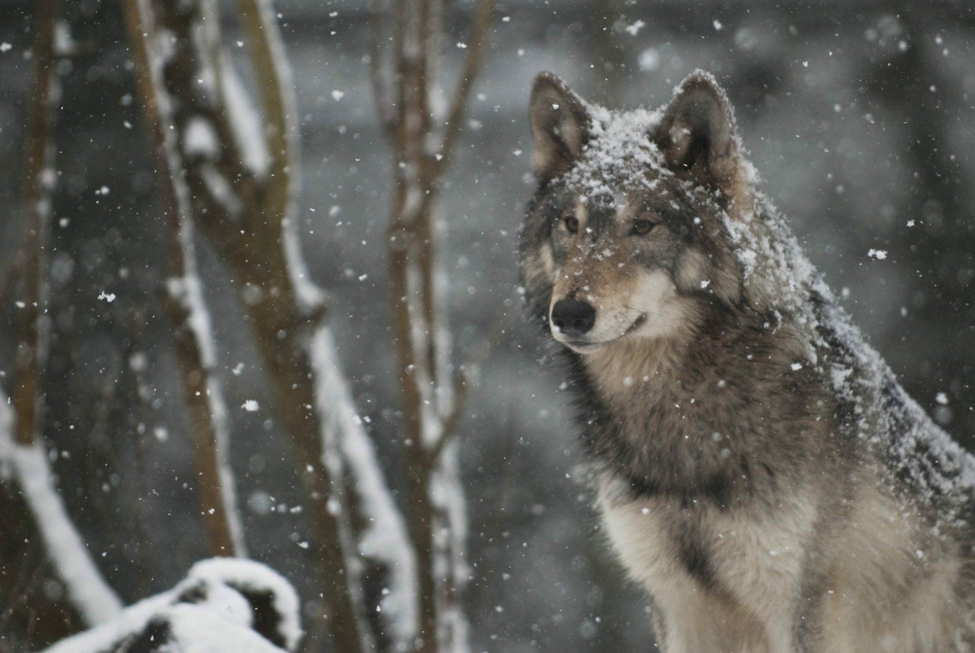 Download Snowfall Snow Animal Wolf HD Wallpaper