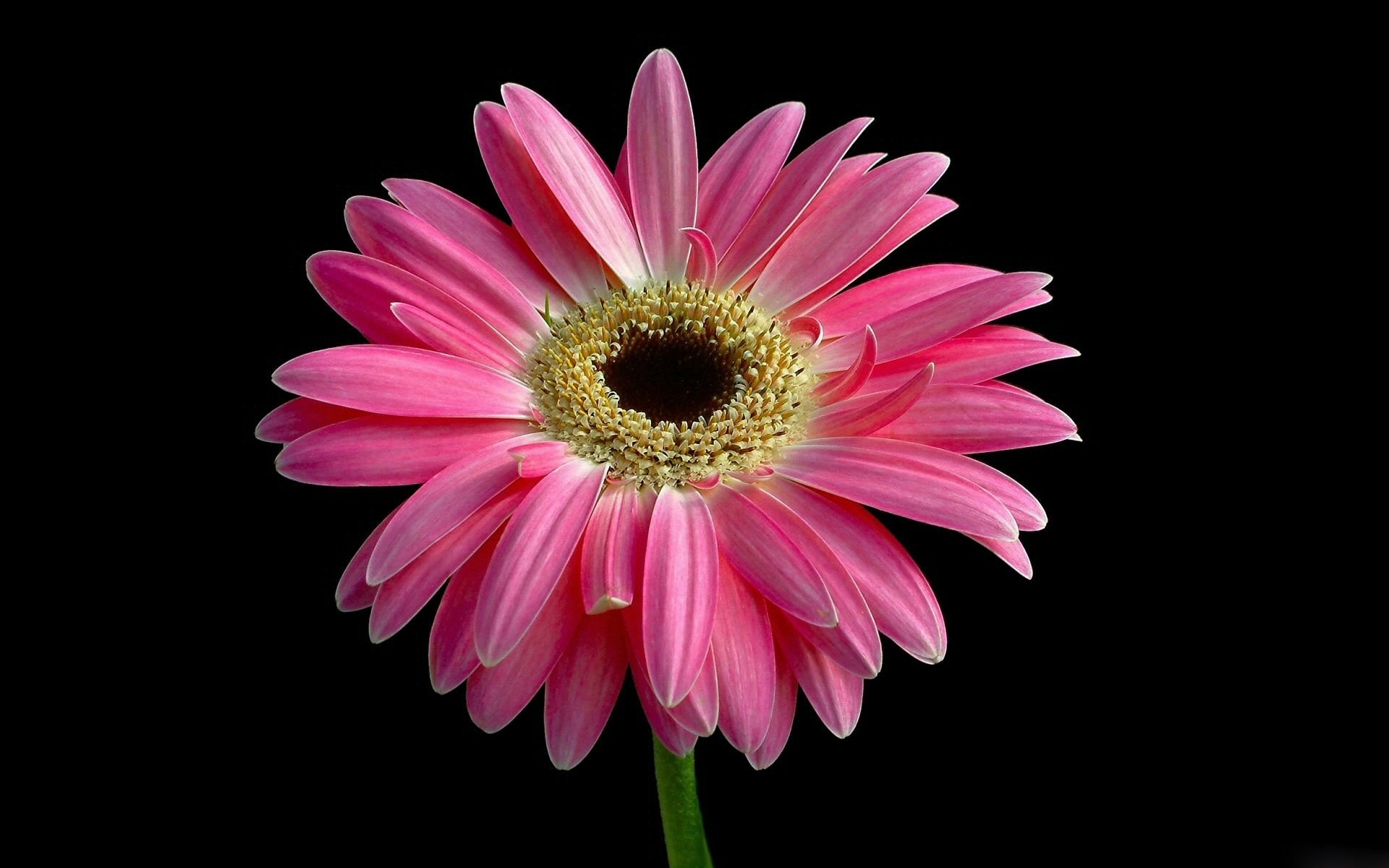 Pink Daisy Fondo de pantalla HD | Fondo de Escritorio | 1920x1200 | ID ... Pink Daisy Fondo de pantalla HD | Fondo de Escritorio | 1920x1200 | ID ...