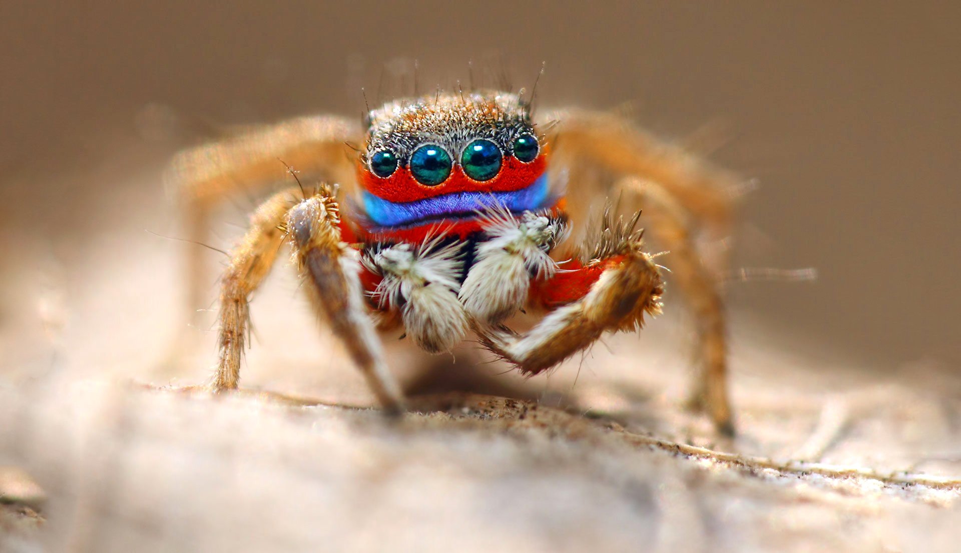 HD Macro View: Vibrant Jumping Spider Eye Close-Up