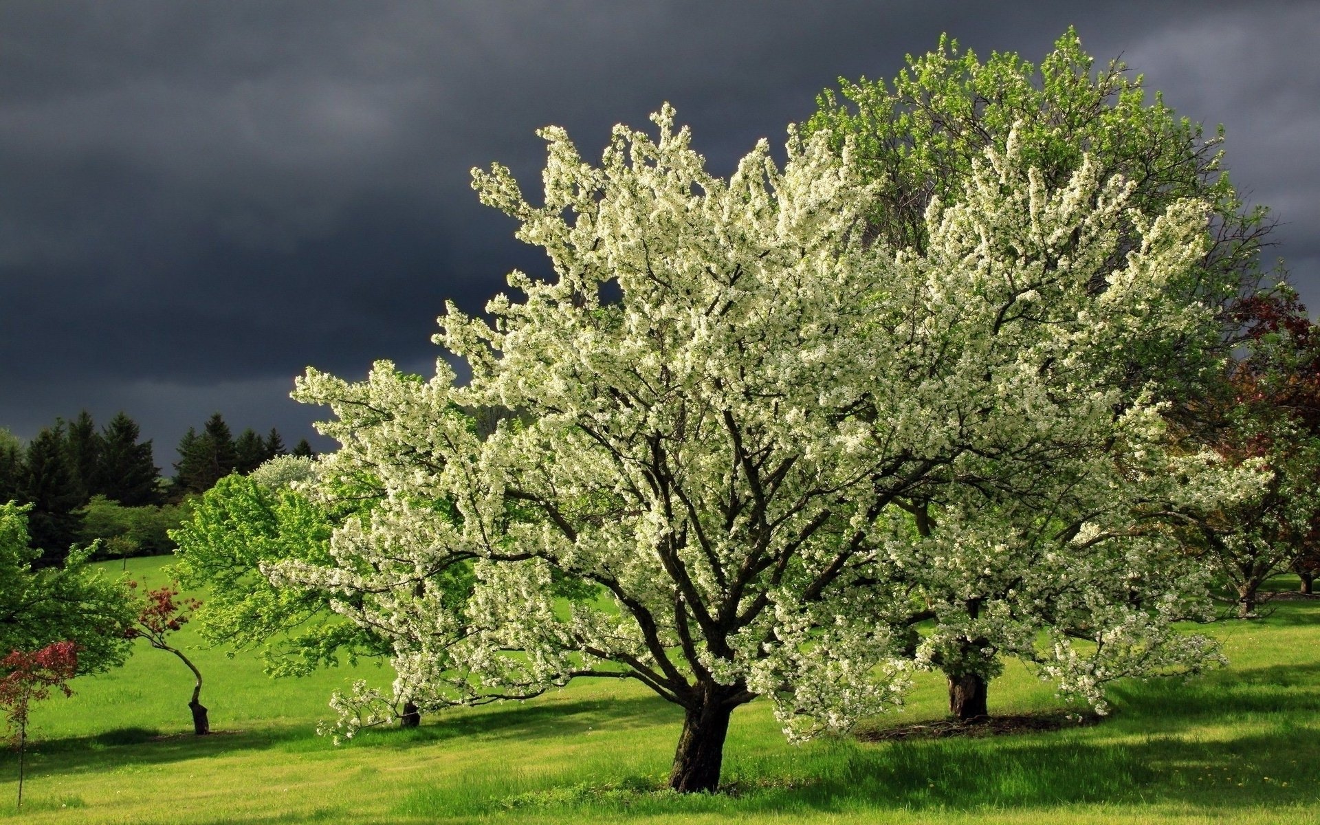 Download White Flower Sky Cloud Field Blossom Nature Tree HD Wallpaper