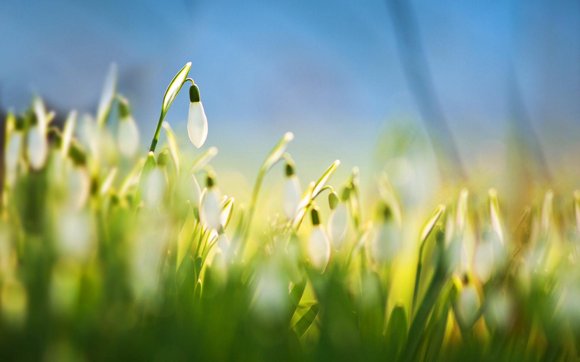 Snowdrop HD Wallpaper