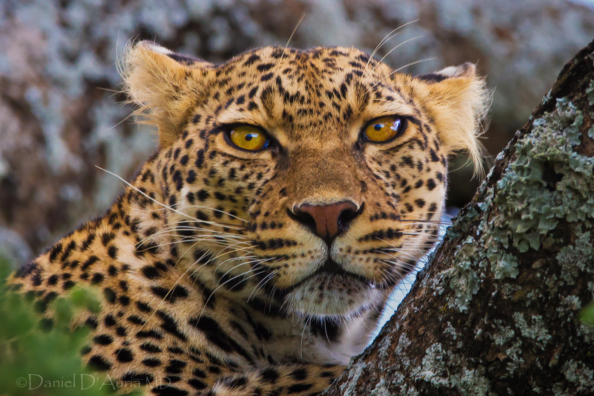Big Cat Leopard Wallpapers