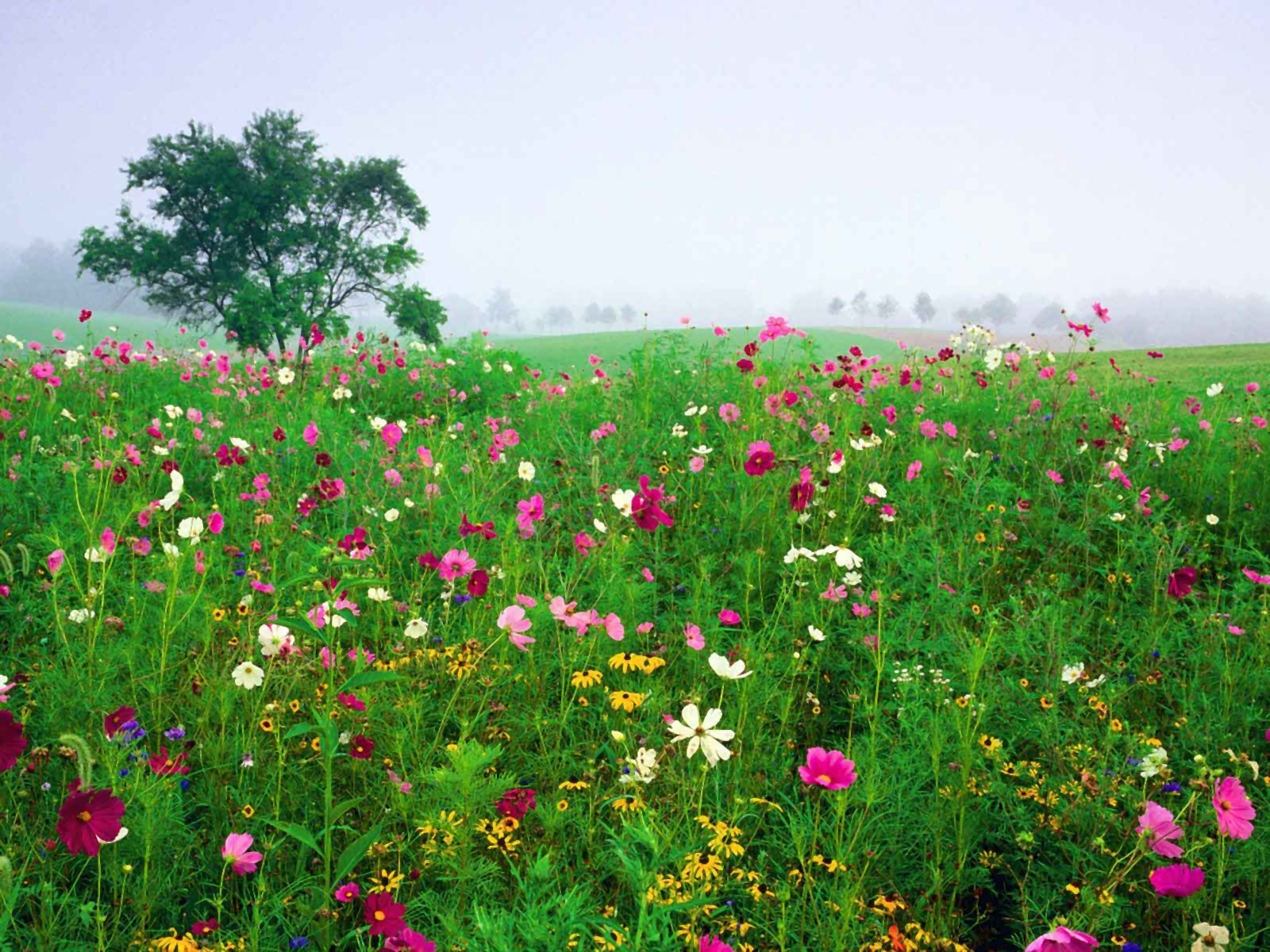 flower-field-in-spring
